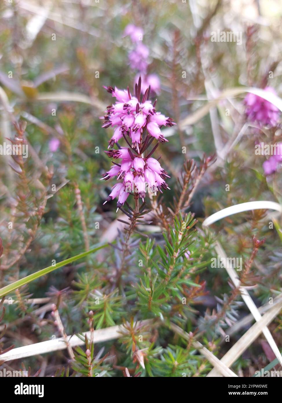 Spring Heath (Erica carnea Stock Photo - Alamy