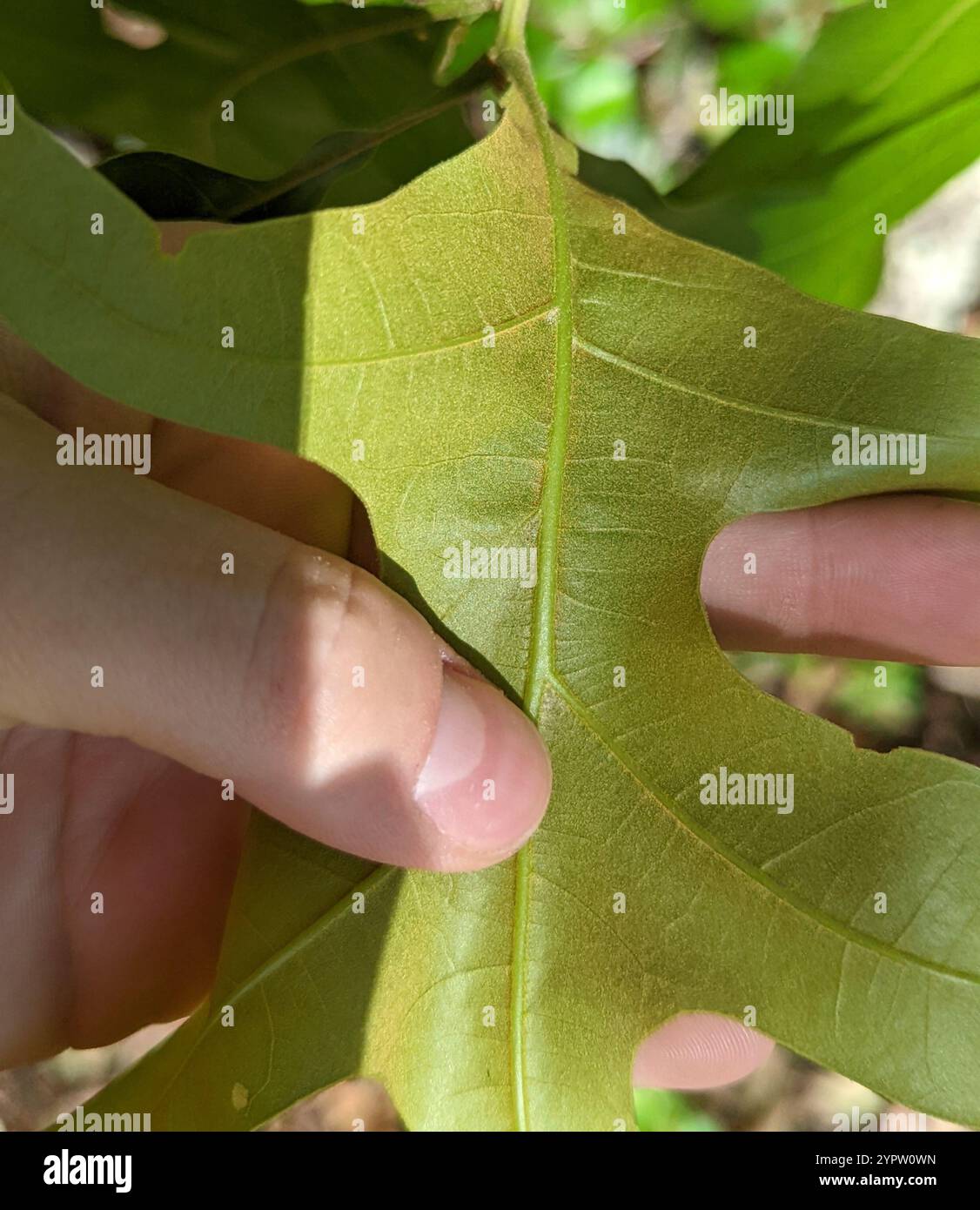 American turkey oak (Quercus laevis Stock Photo - Alamy