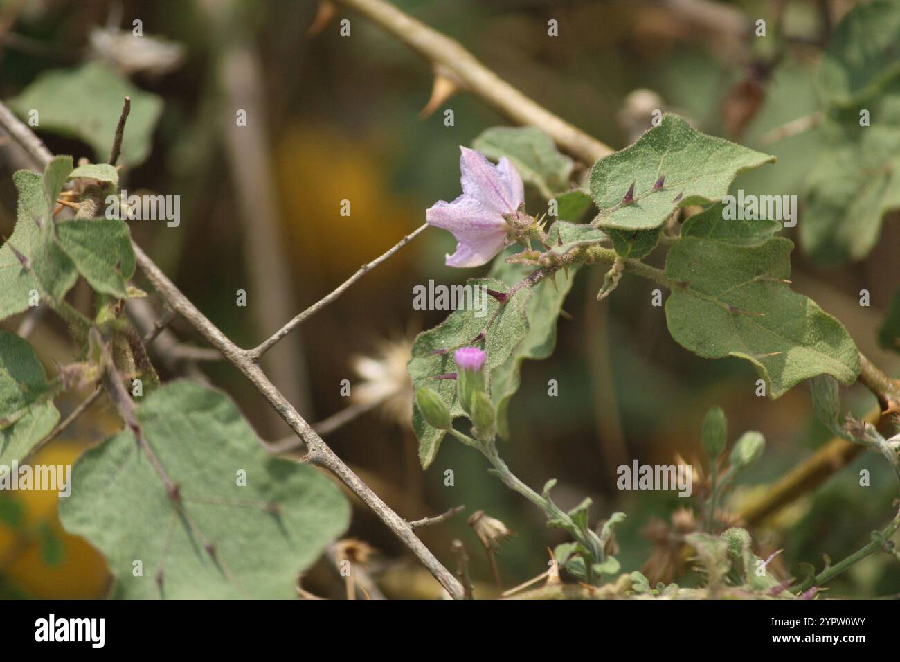 wild eggplant (Solanum insanum Stock Photo - Alamy