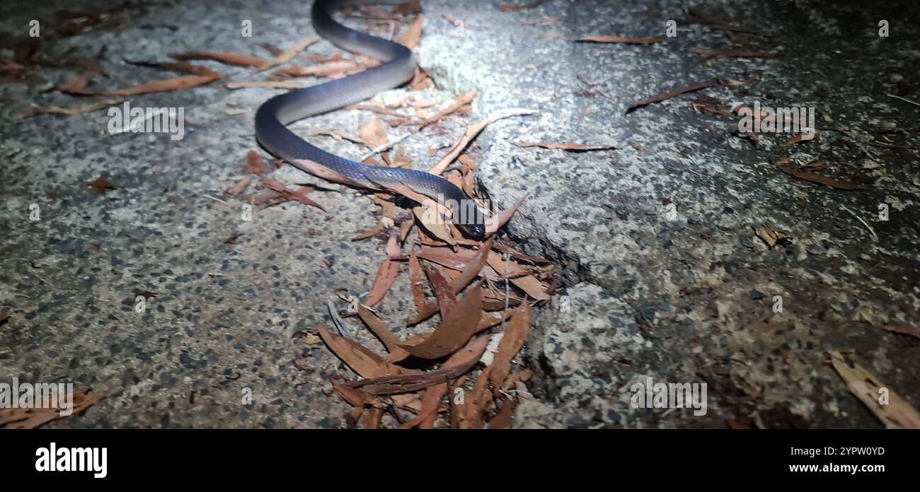 Slaty-grey snake (Stegonotus australis Stock Photo - Alamy