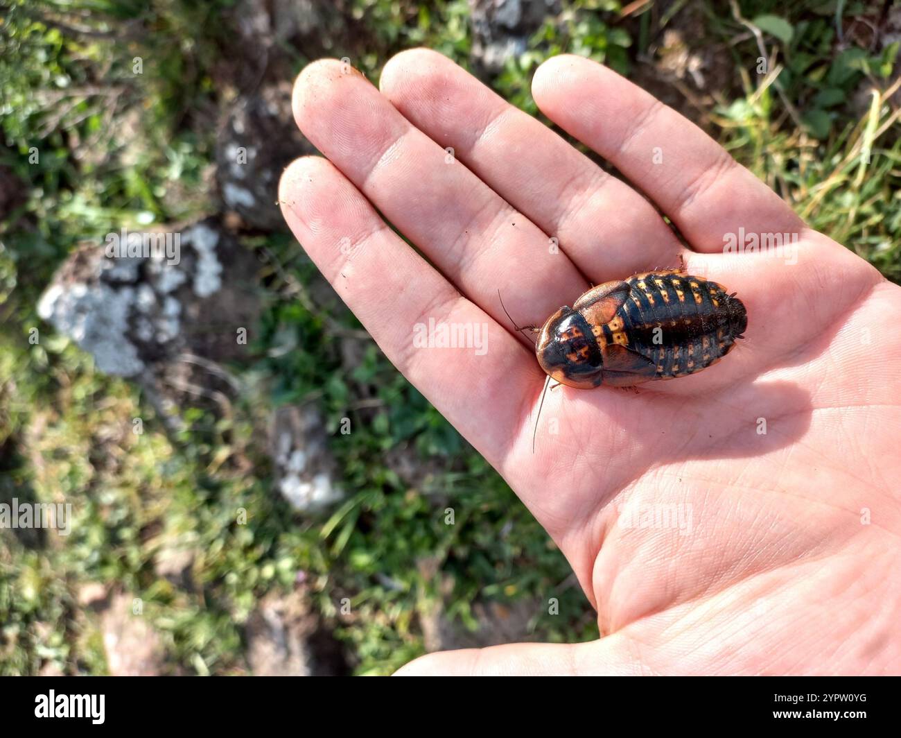 Dubia Cockroach (Blaptica dubia Stock Photo - Alamy