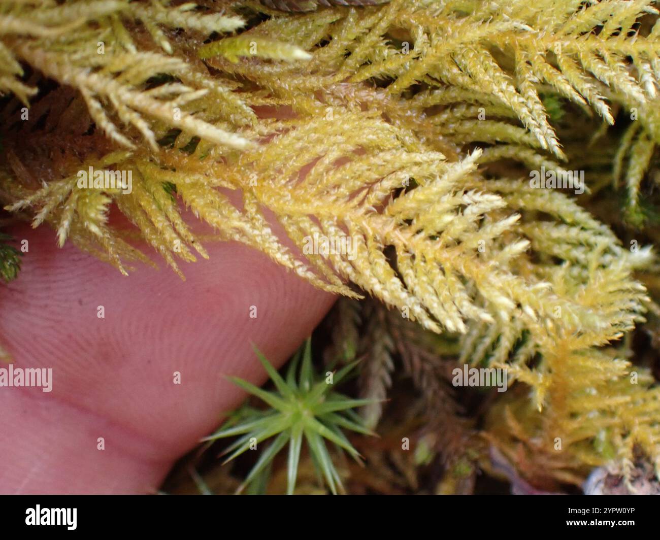 Oregon Beaked Moss (Kindbergia oregana Stock Photo - Alamy