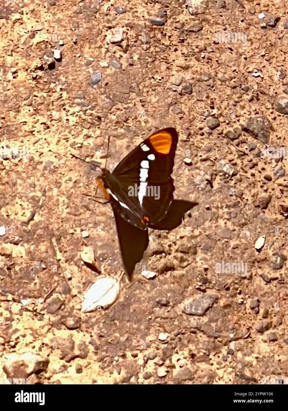 California Sister (Adelpha californica Stock Photo - Alamy