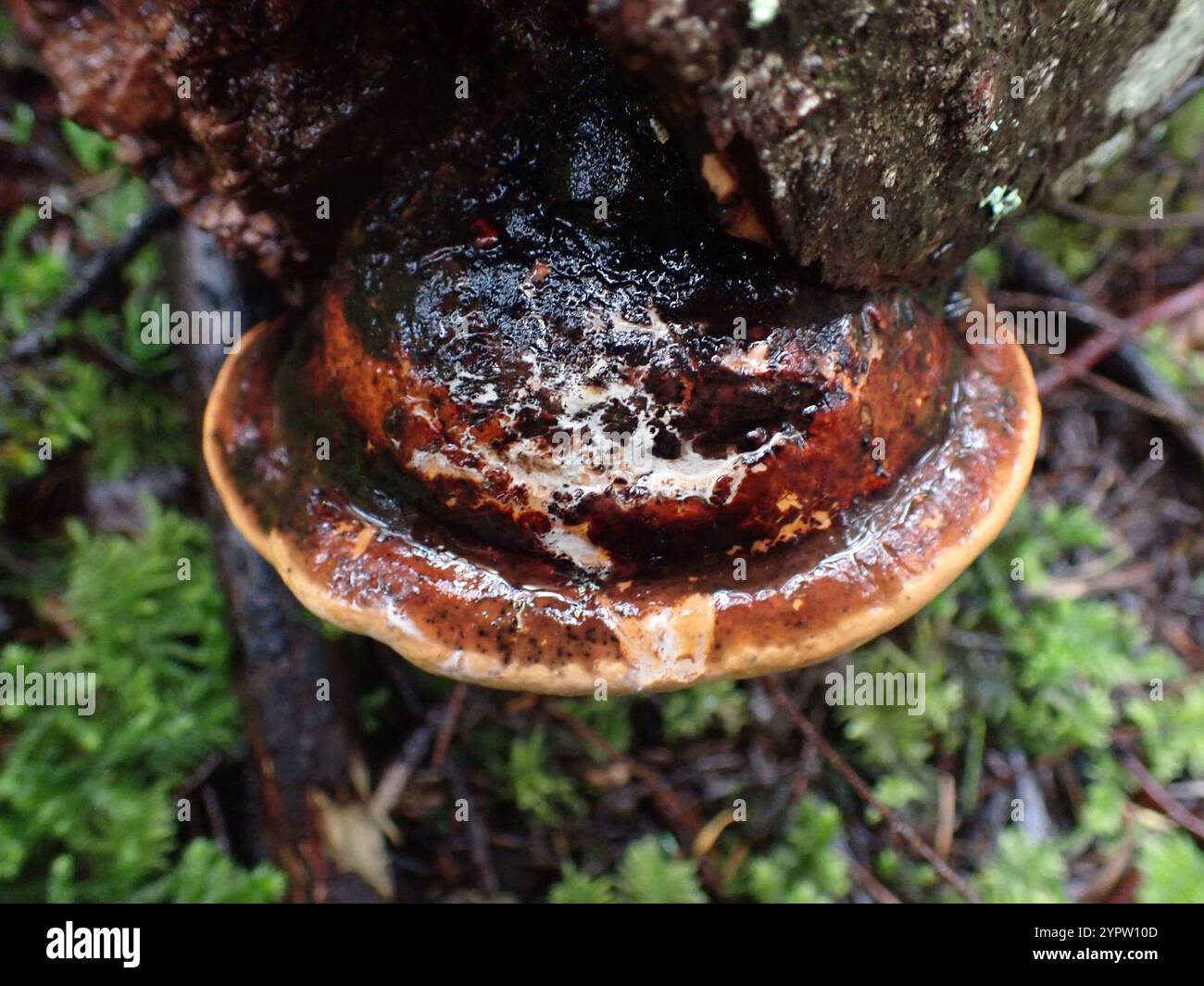 Northern Red Belt (Fomitopsis mounceae Stock Photo - Alamy