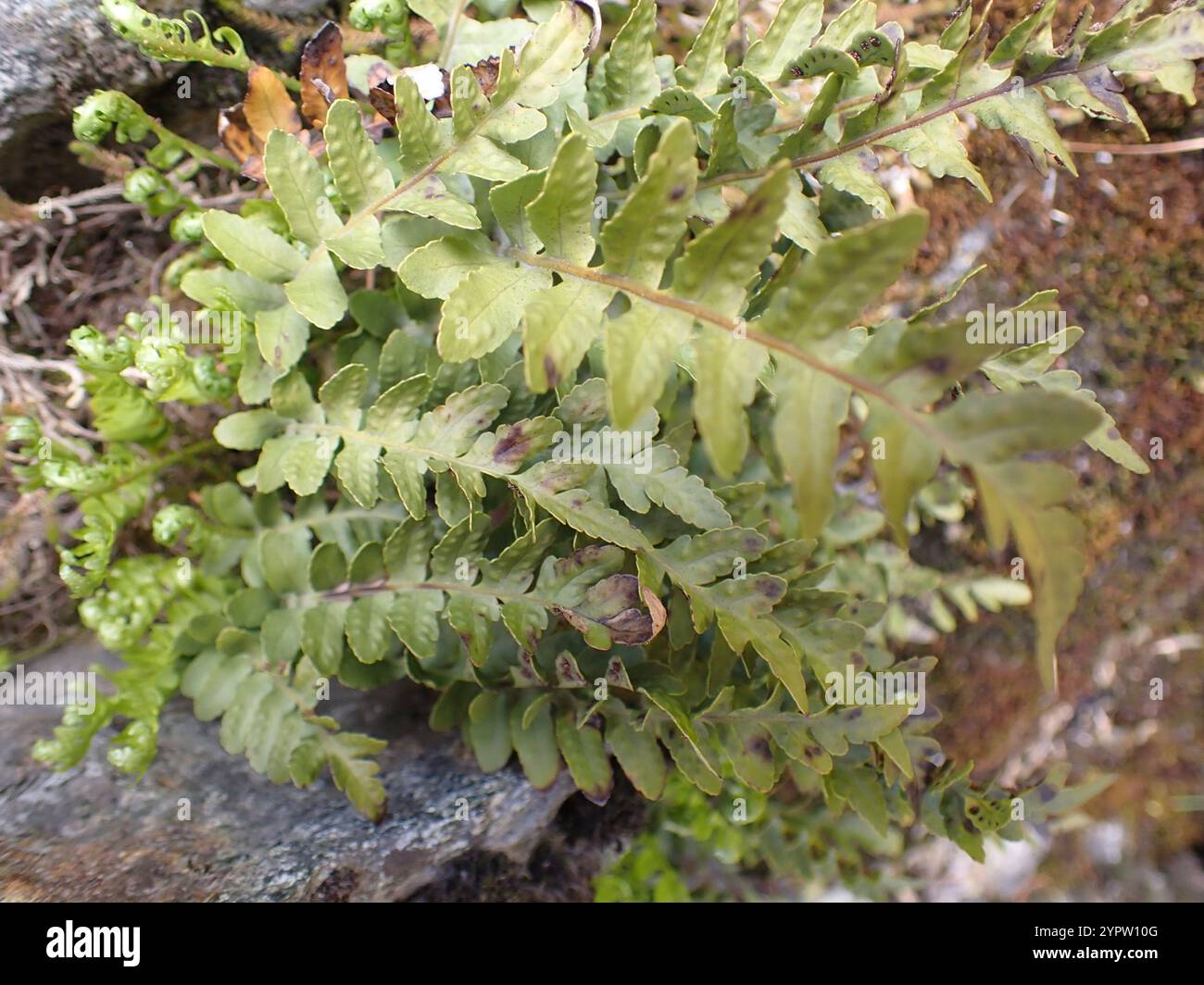 western polypody (Polypodium hesperium Stock Photo - Alamy