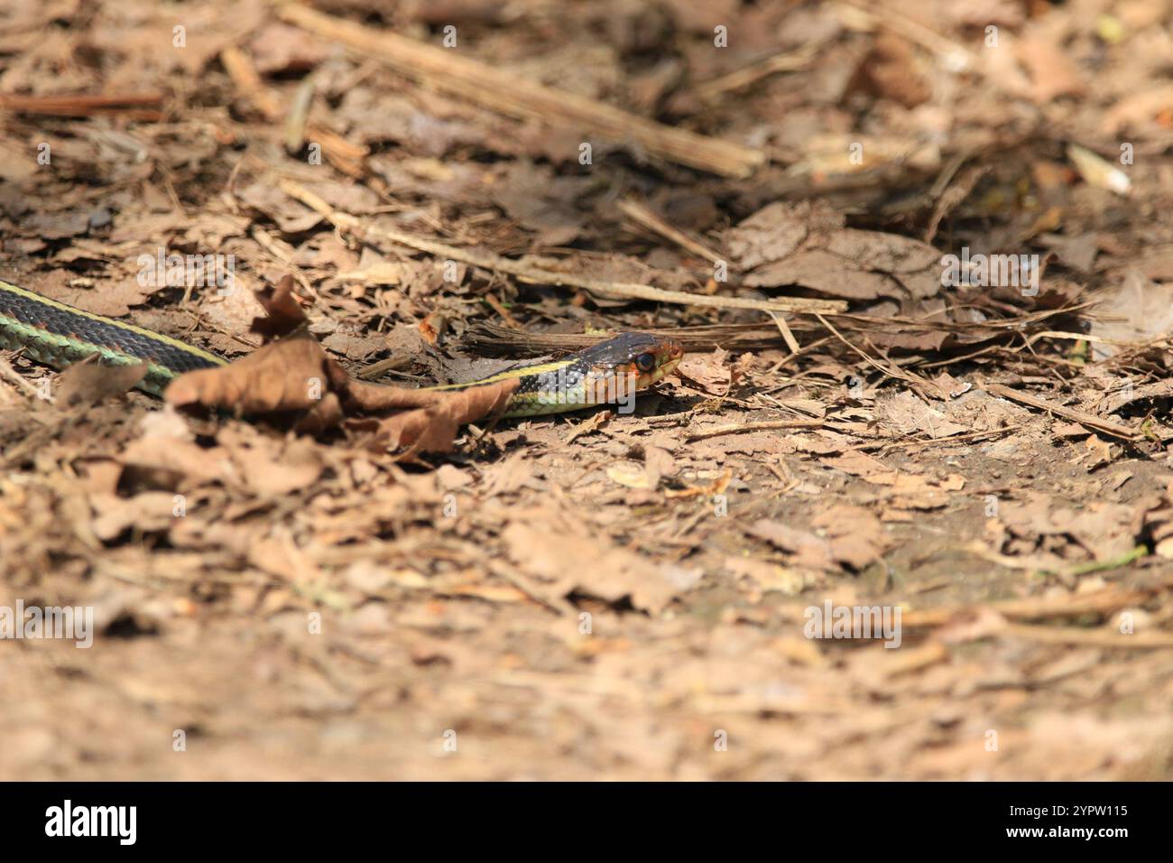 Valley Garter Snake (Thamnophis sirtalis fitchi Stock Photo - Alamy