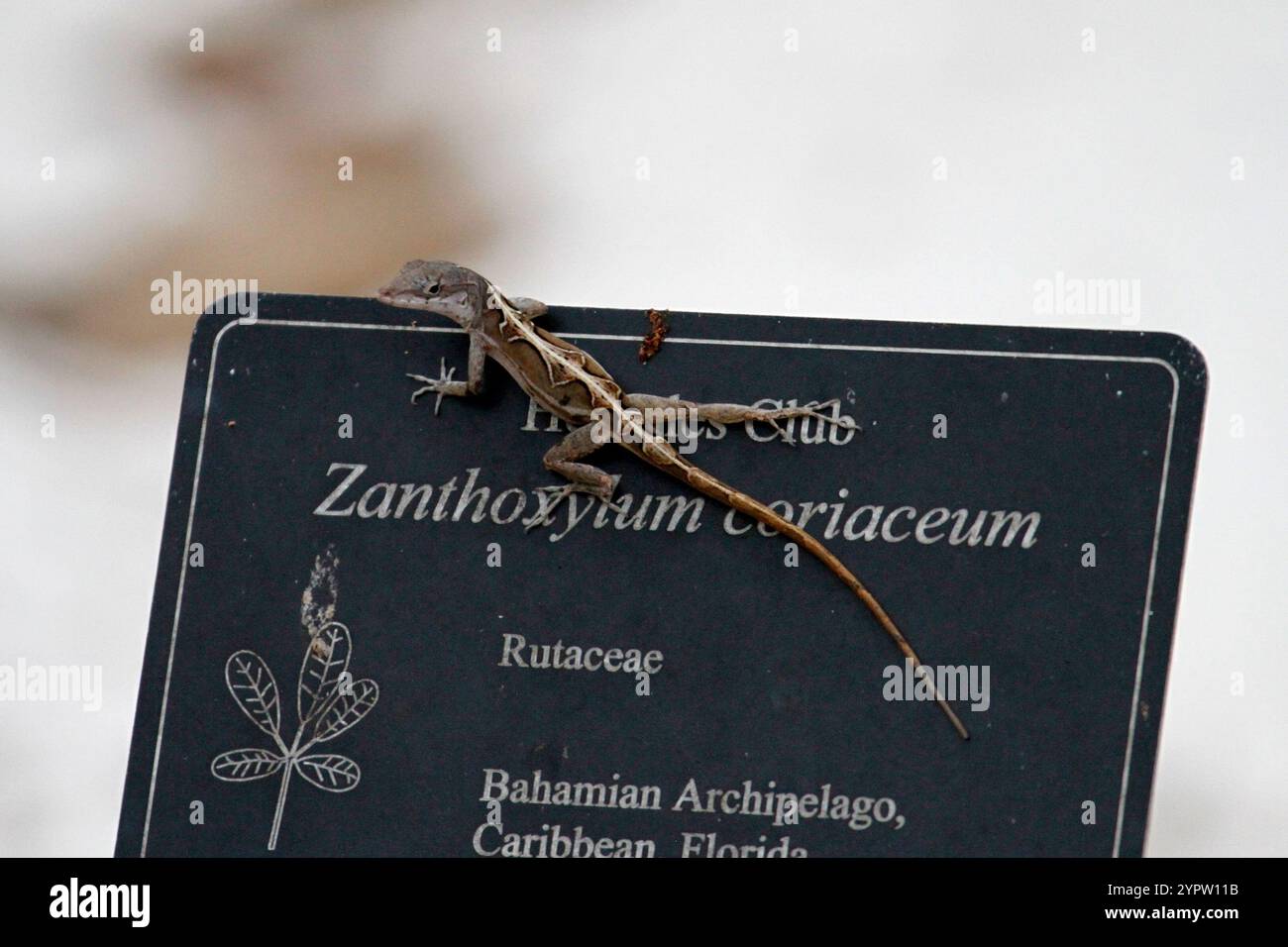 Brown Anole (Anolis sagrei Stock Photo - Alamy