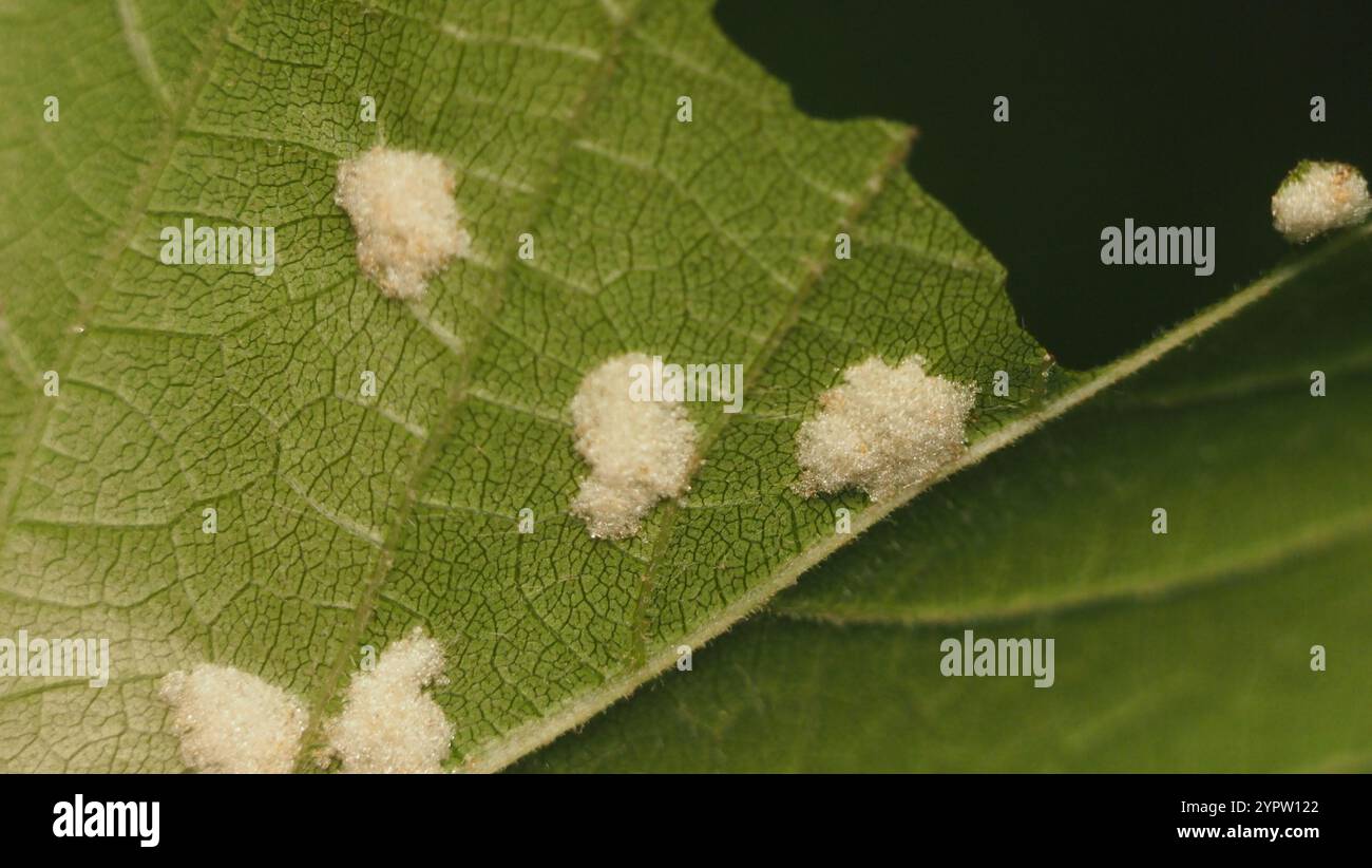 Grape erineum mite hi-res stock photography and images - Alamy