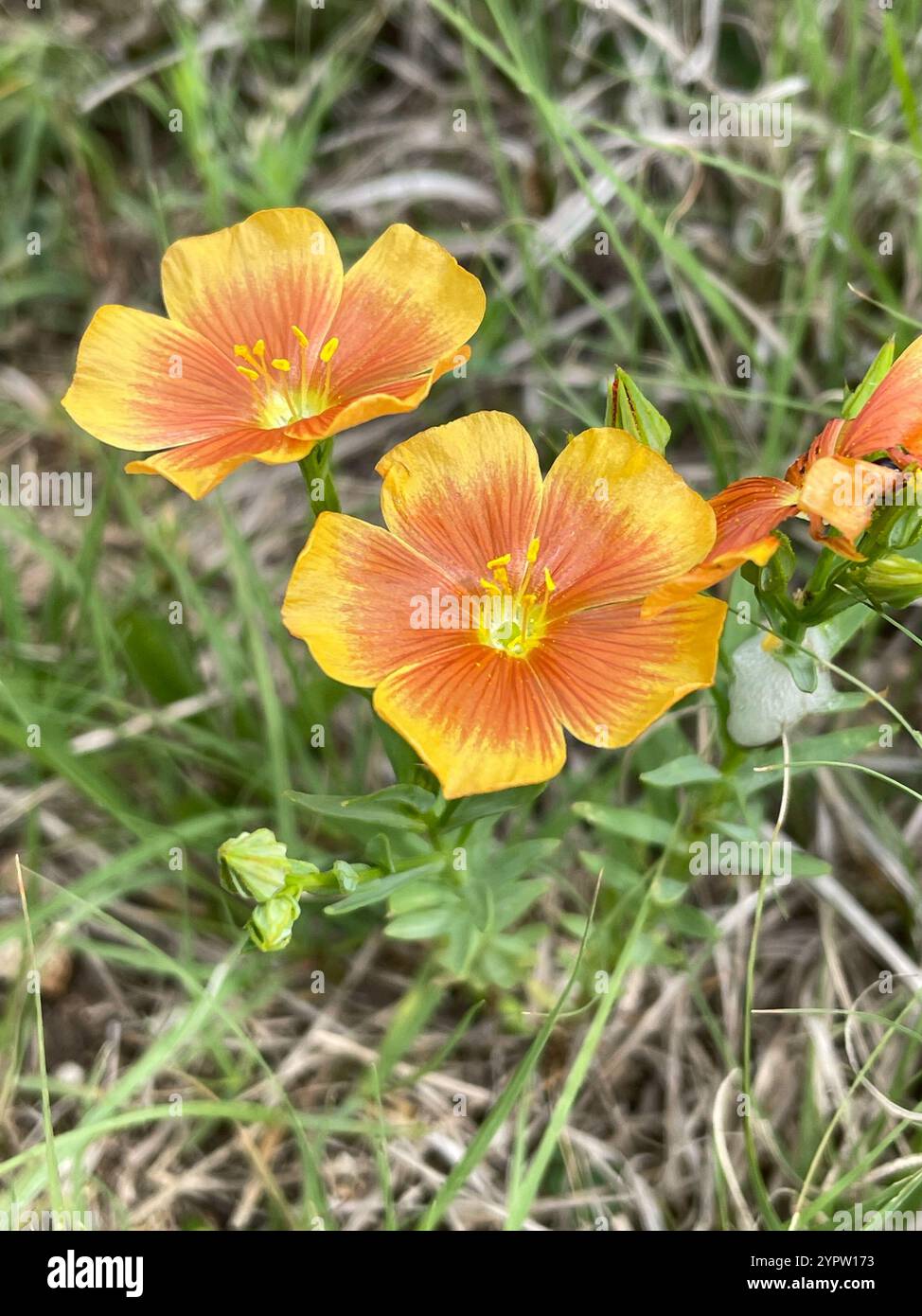 Linum rigidum hi-res stock photography and images - Alamy