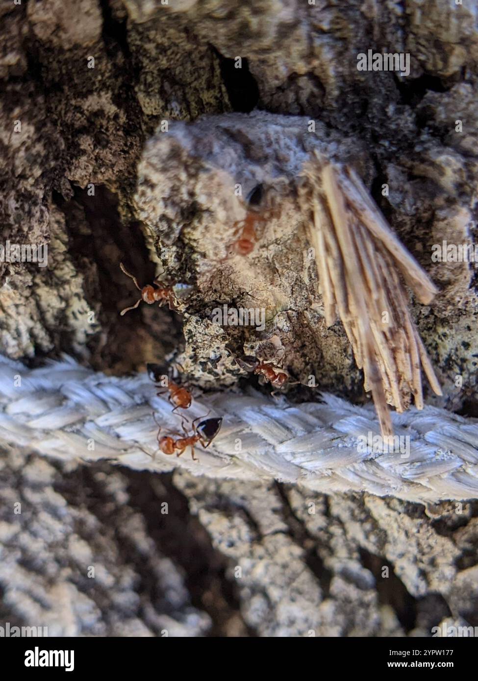 Shiny Acrobat Ant (Crematogaster laeviuscula Stock Photo - Alamy
