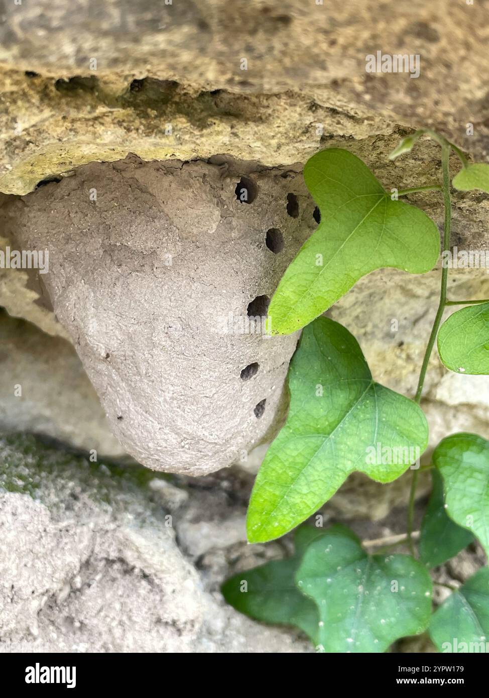 Ants, Bees, Wasps, and Sawflies (Hymenoptera Stock Photo - Alamy