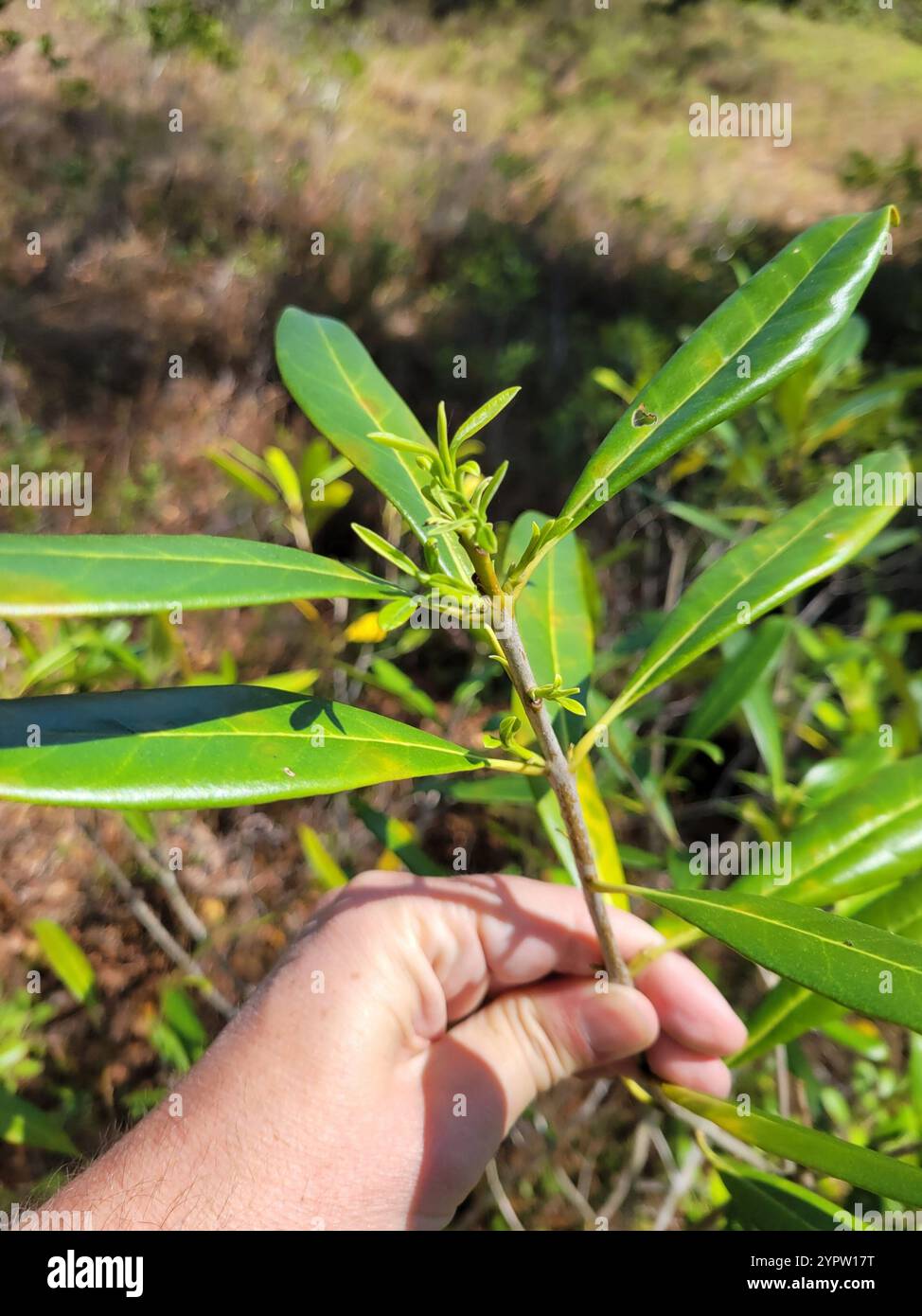 American olive (Cartrema americana Stock Photo - Alamy