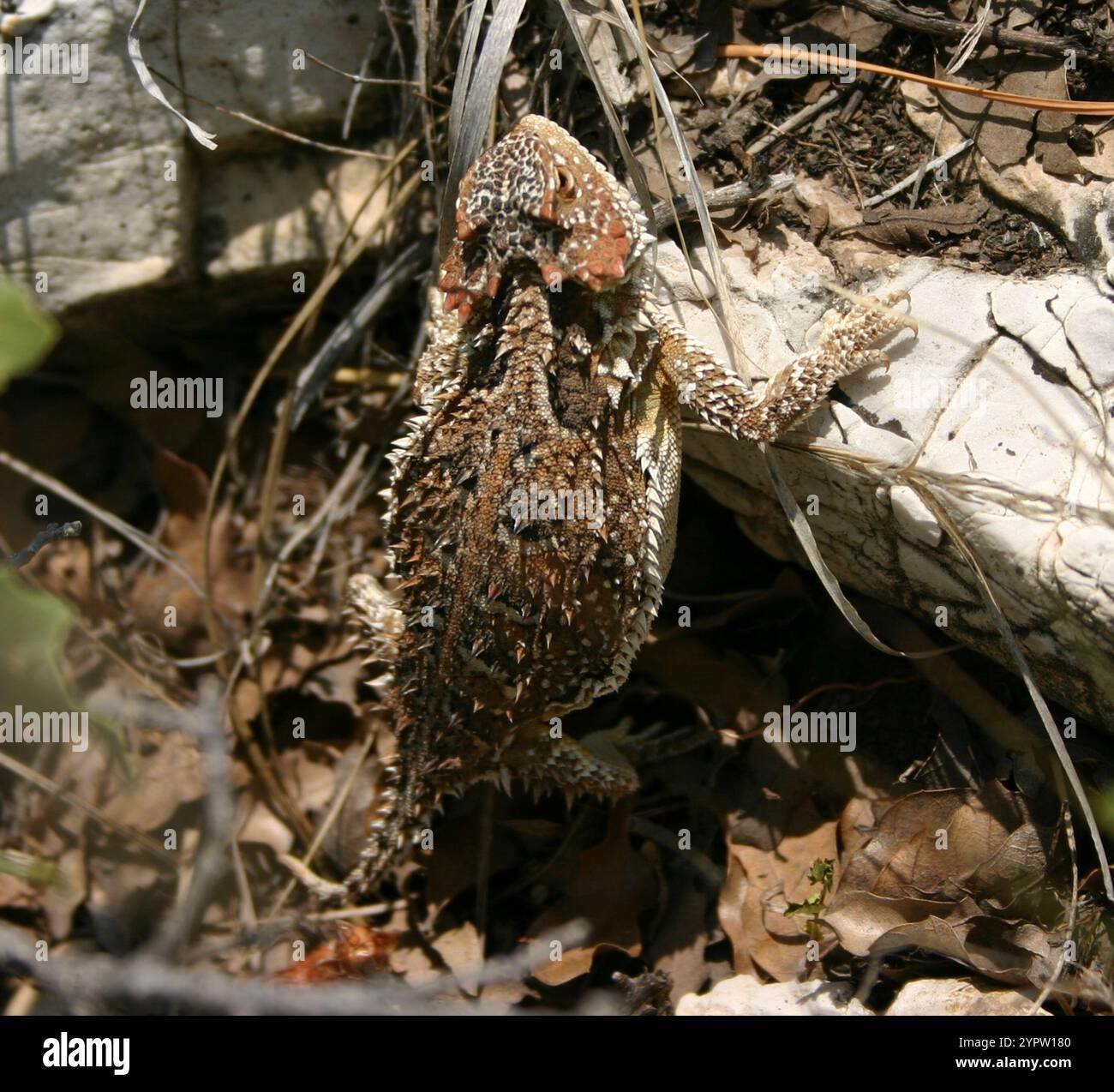 Greater Short-horned Lizard (Phrynosoma hernandesi Stock Photo - Alamy