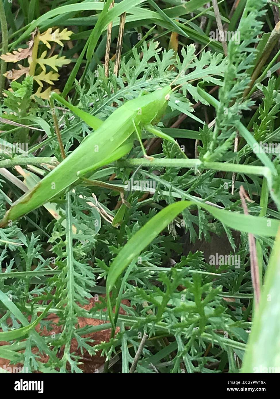Large Conehead (Ruspolia nitidula Stock Photo - Alamy