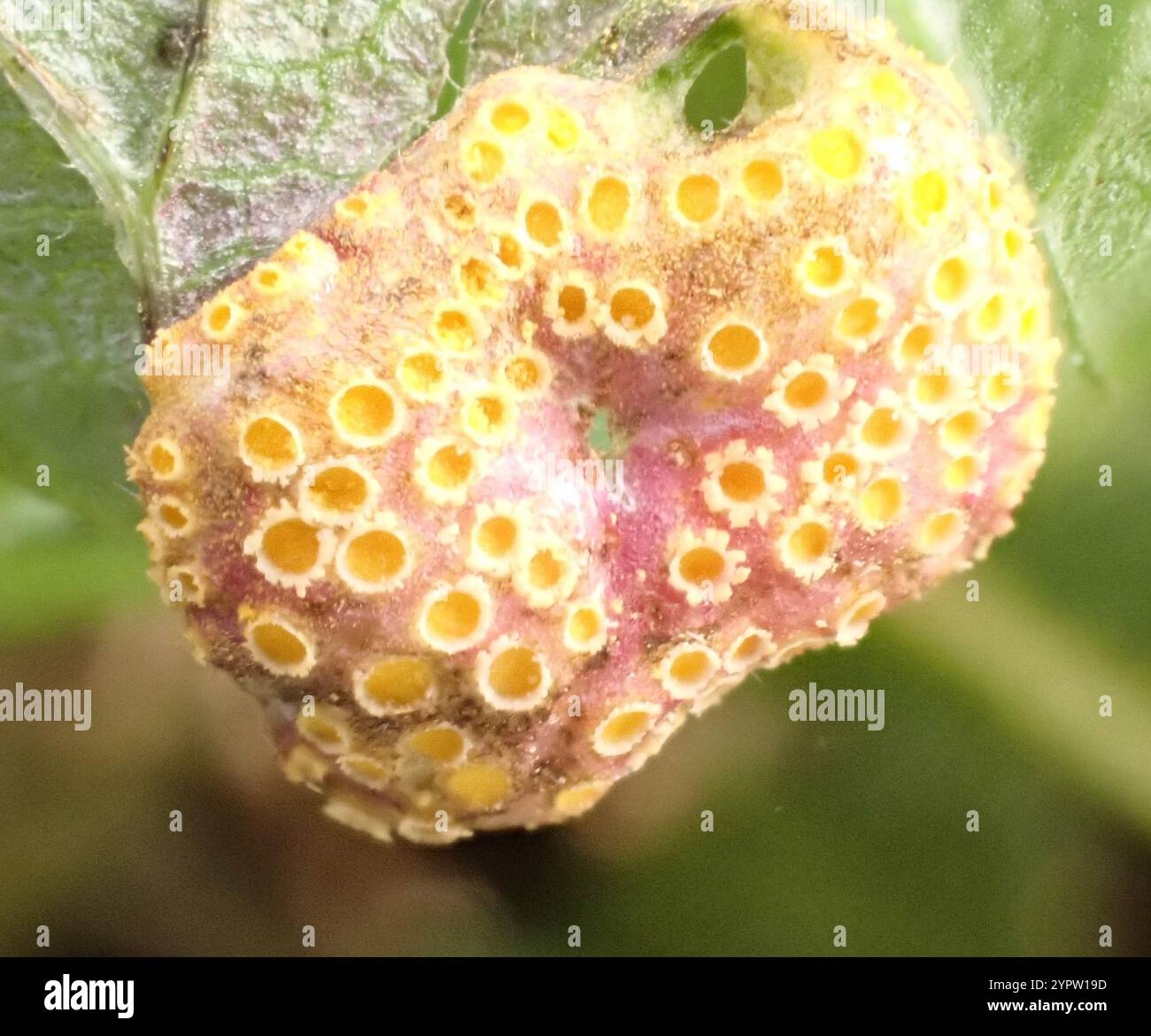 Nettle Clustercup Rust fungus (Puccinia urticata Stock Photo - Alamy