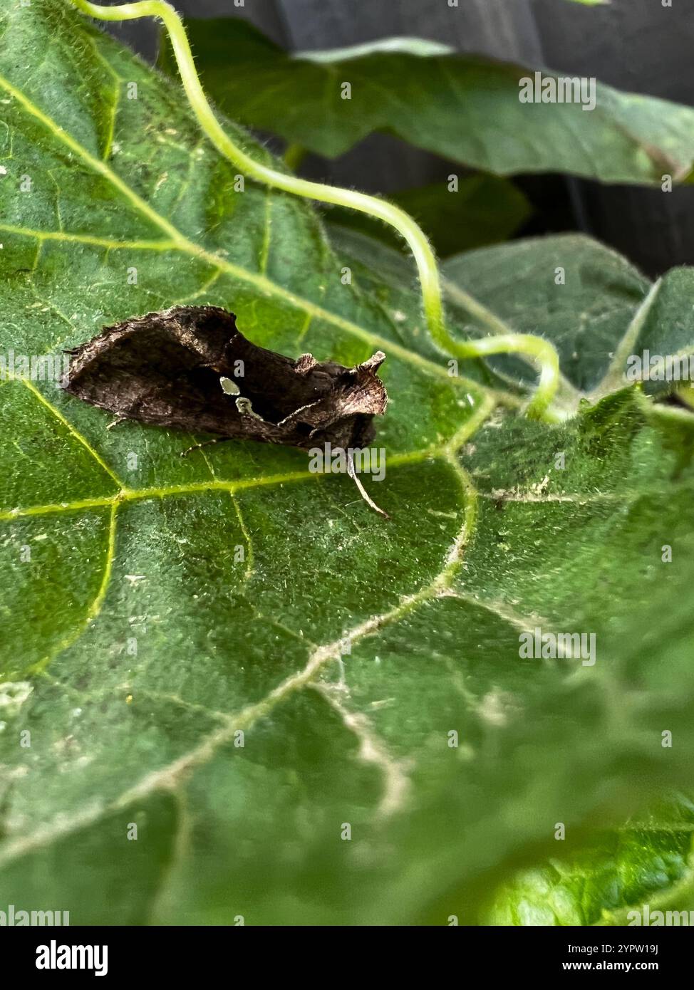 Green Garden Looper (Chrysodeixis eriosoma Stock Photo - Alamy