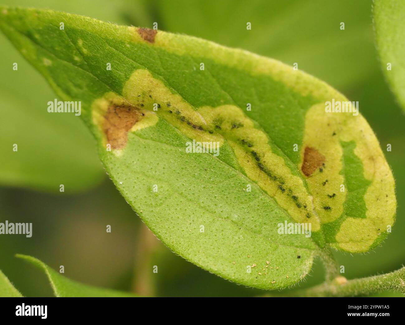 Elm Agromyzid Leafminer (Agromyza aristata Stock Photo - Alamy