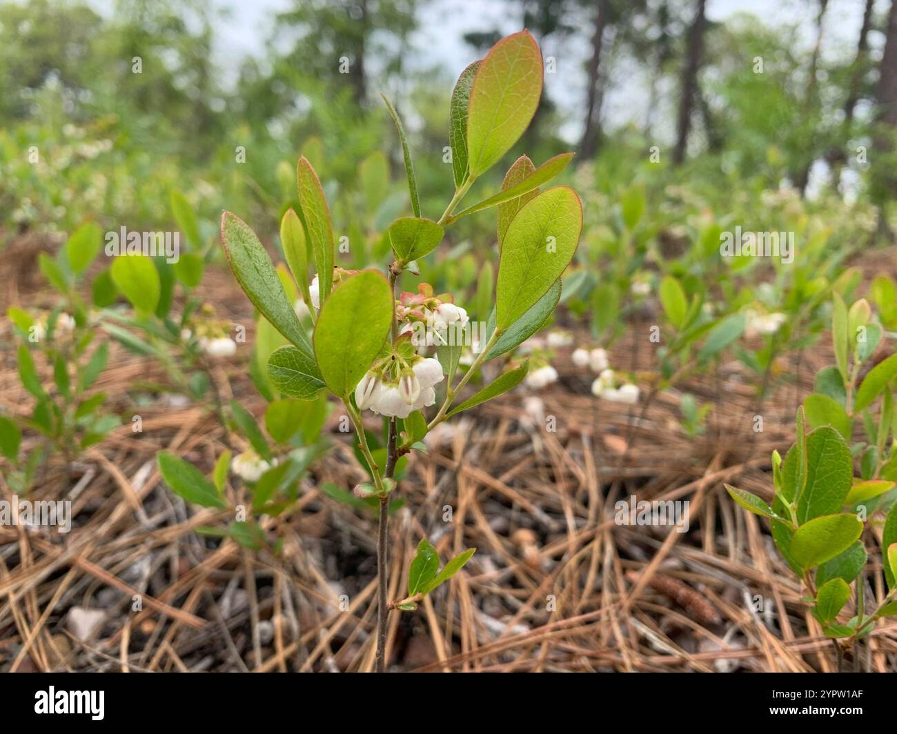 dwarf huckleberry (Gaylussacia dumosa Stock Photo - Alamy