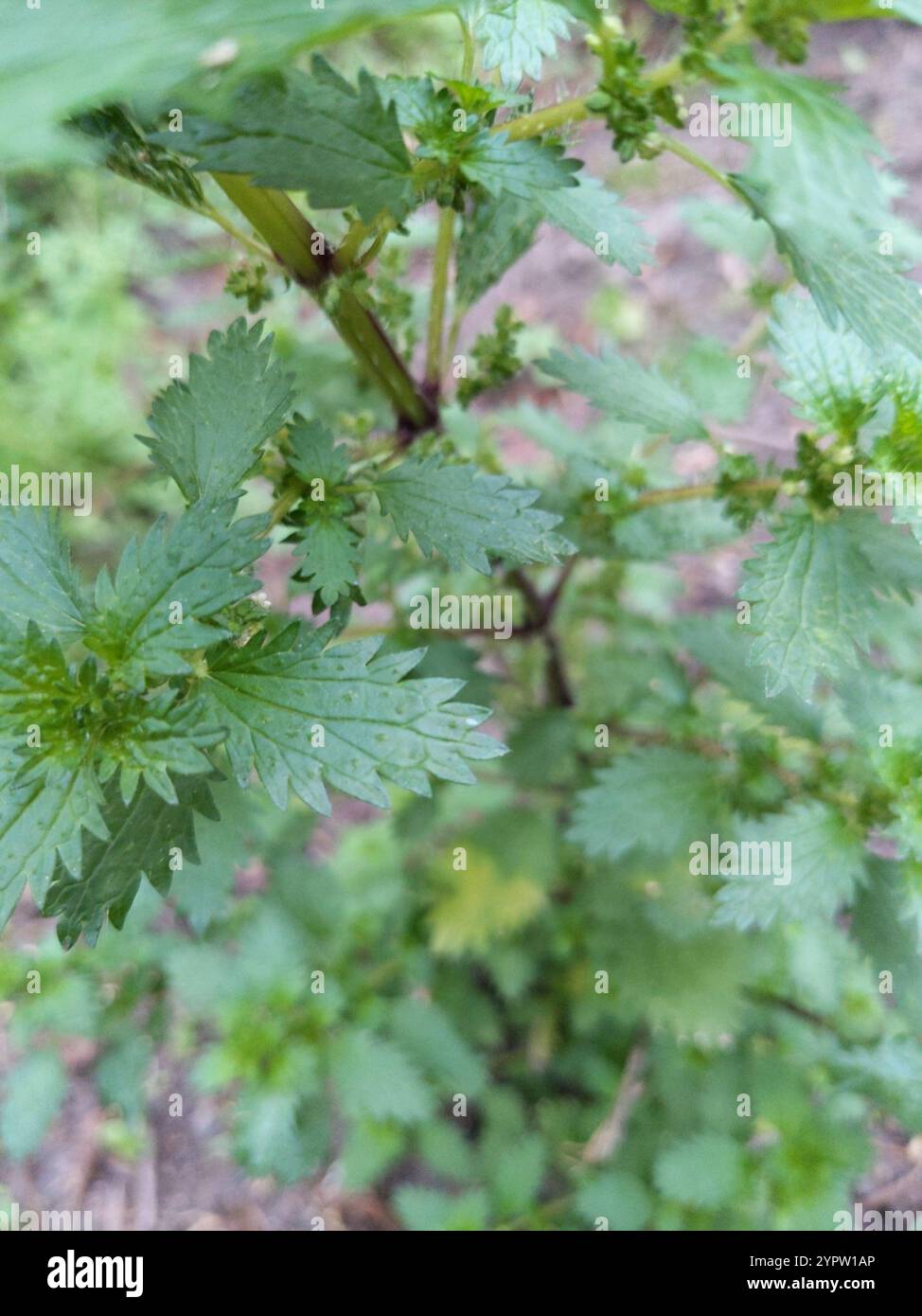 Dwarf Nettle (Urtica urens Stock Photo - Alamy