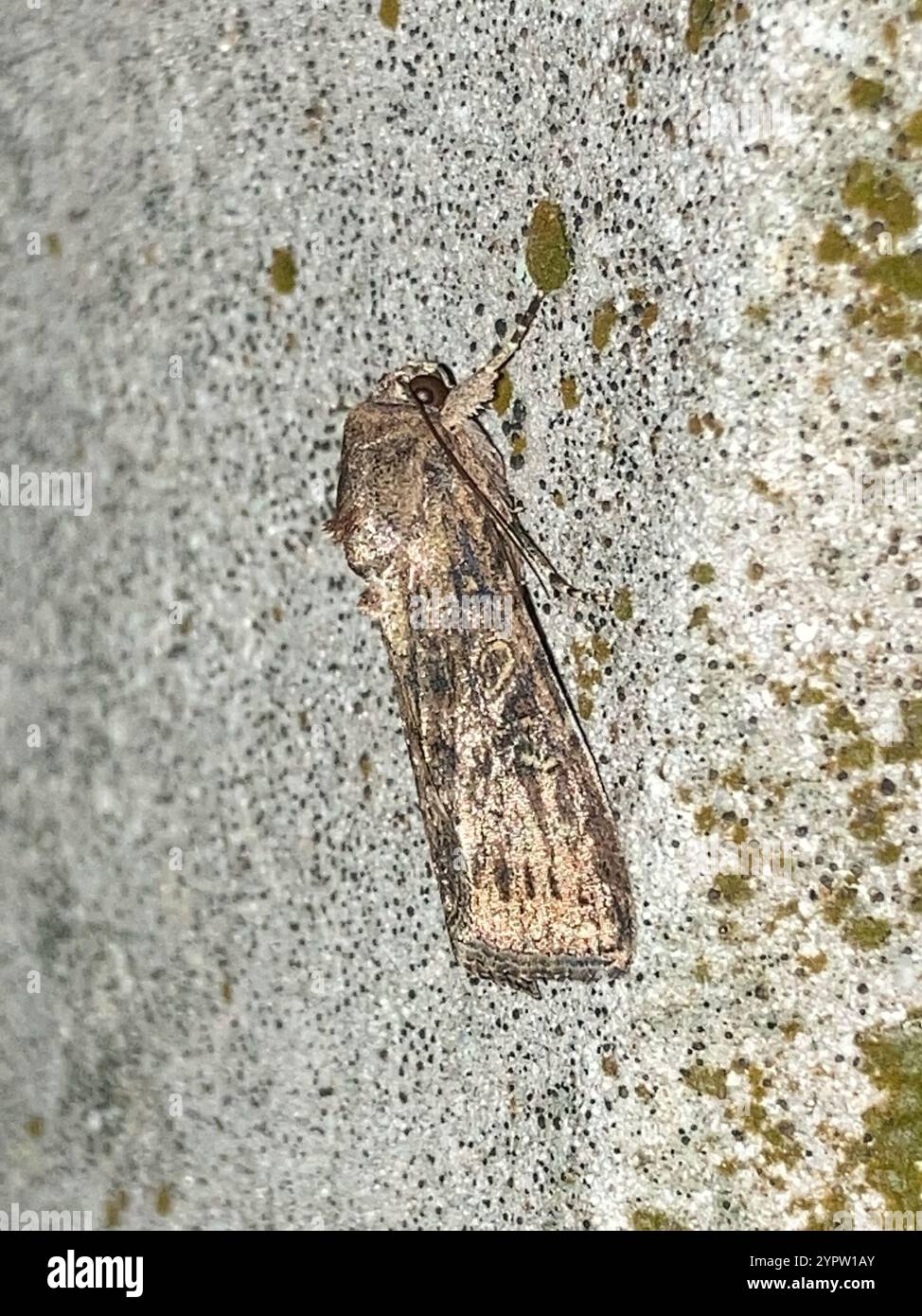 Fall Armyworm Moth (Spodoptera frugiperda Stock Photo - Alamy