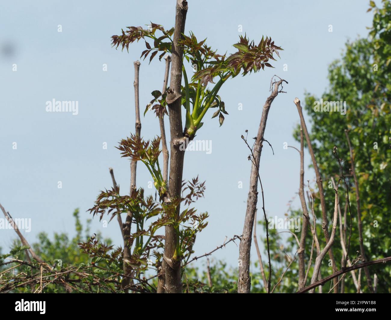 devil's walkingstick (Aralia spinosa Stock Photo - Alamy
