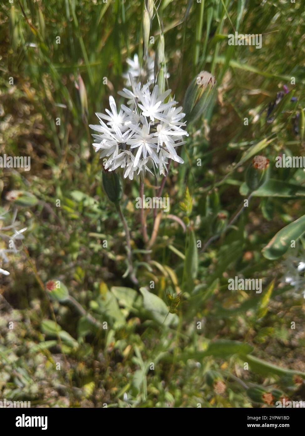 Blow Wives (Achyrachaena mollis Stock Photo - Alamy