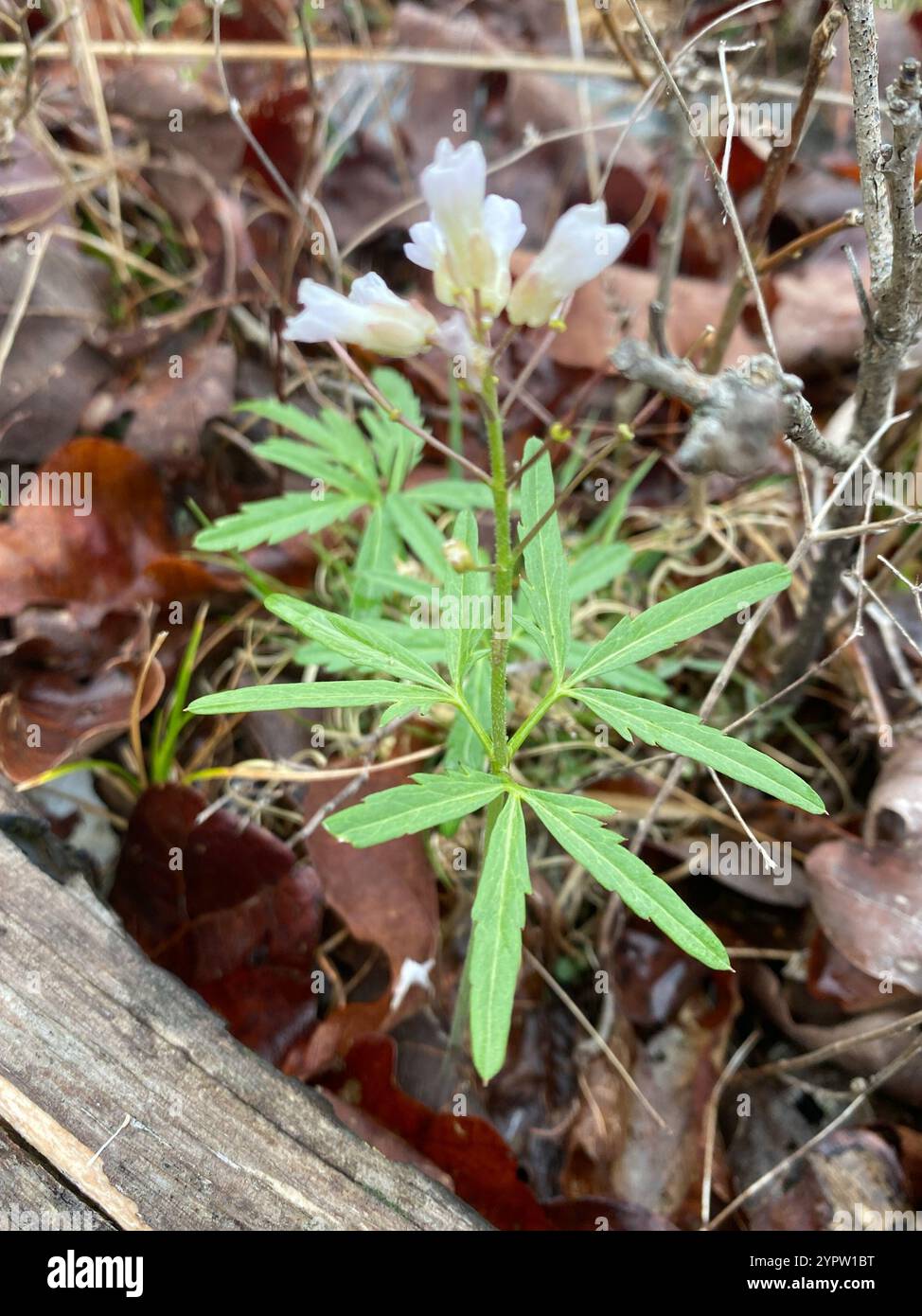 cut-leaved toothwort (Cardamine concatenata Stock Photo - Alamy