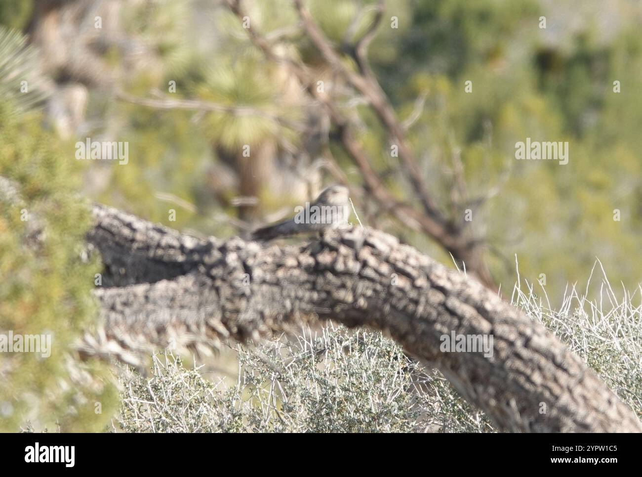 Lesser Nighthawk (Chordeiles acutipennis Stock Photo - Alamy