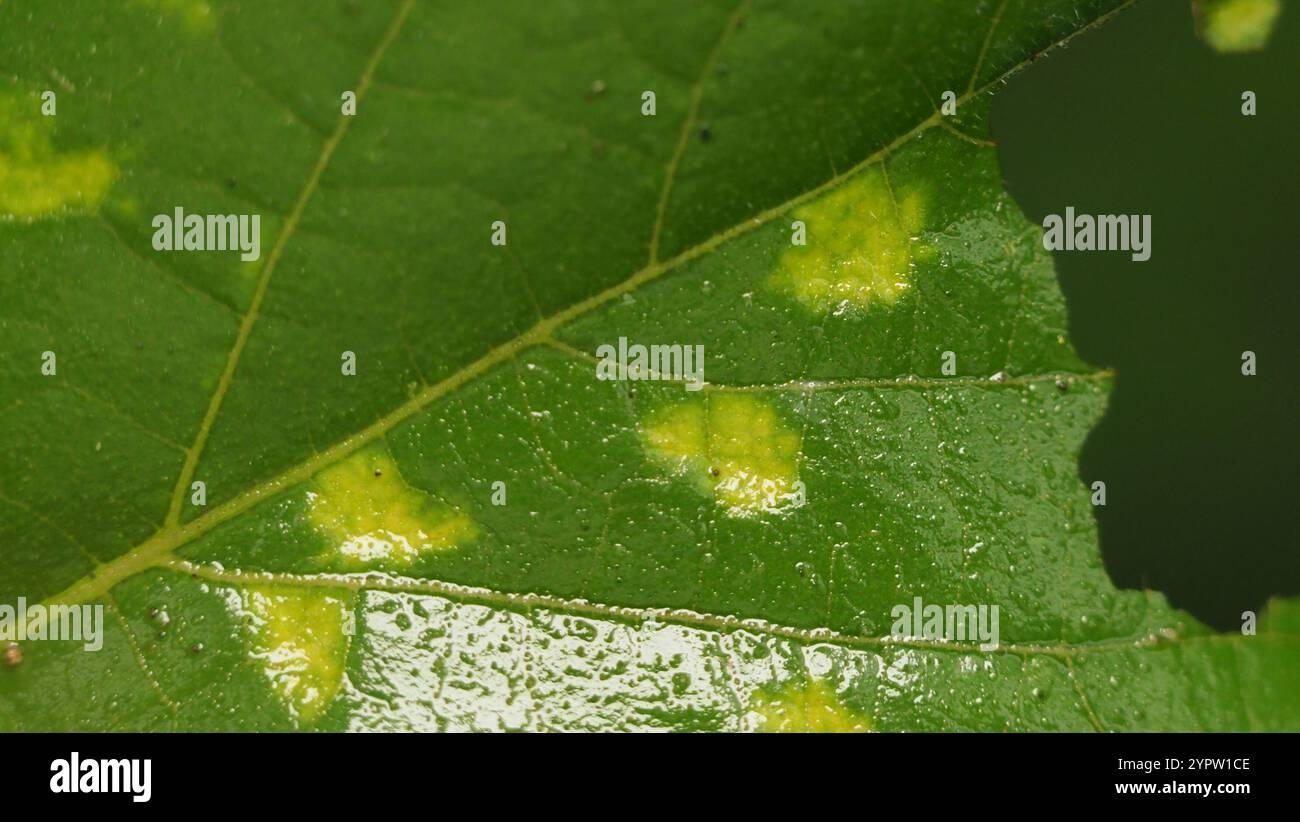 Grape erineum mite hi-res stock photography and images - Alamy