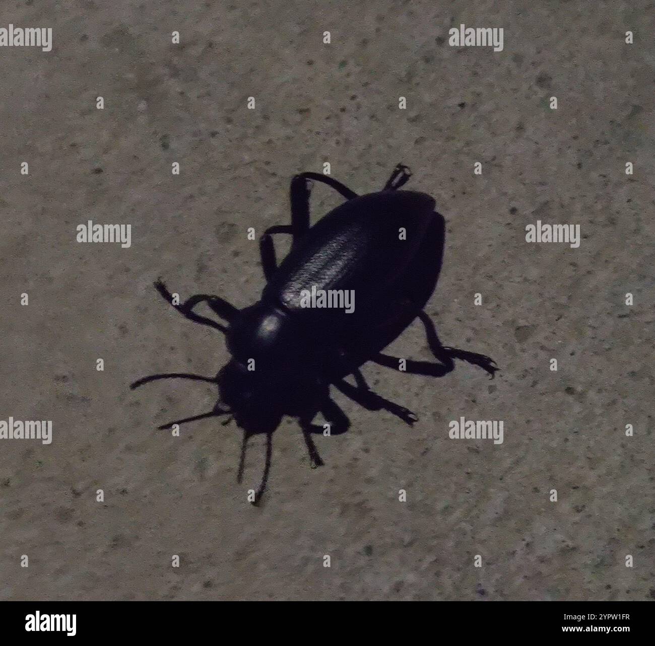 Darkling Beetles (Tenebrionidae Stock Photo - Alamy