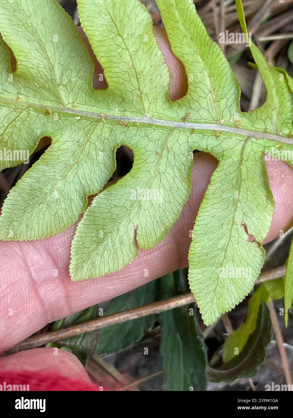 netted chain fern (Woodwardia areolata Stock Photo - Alamy