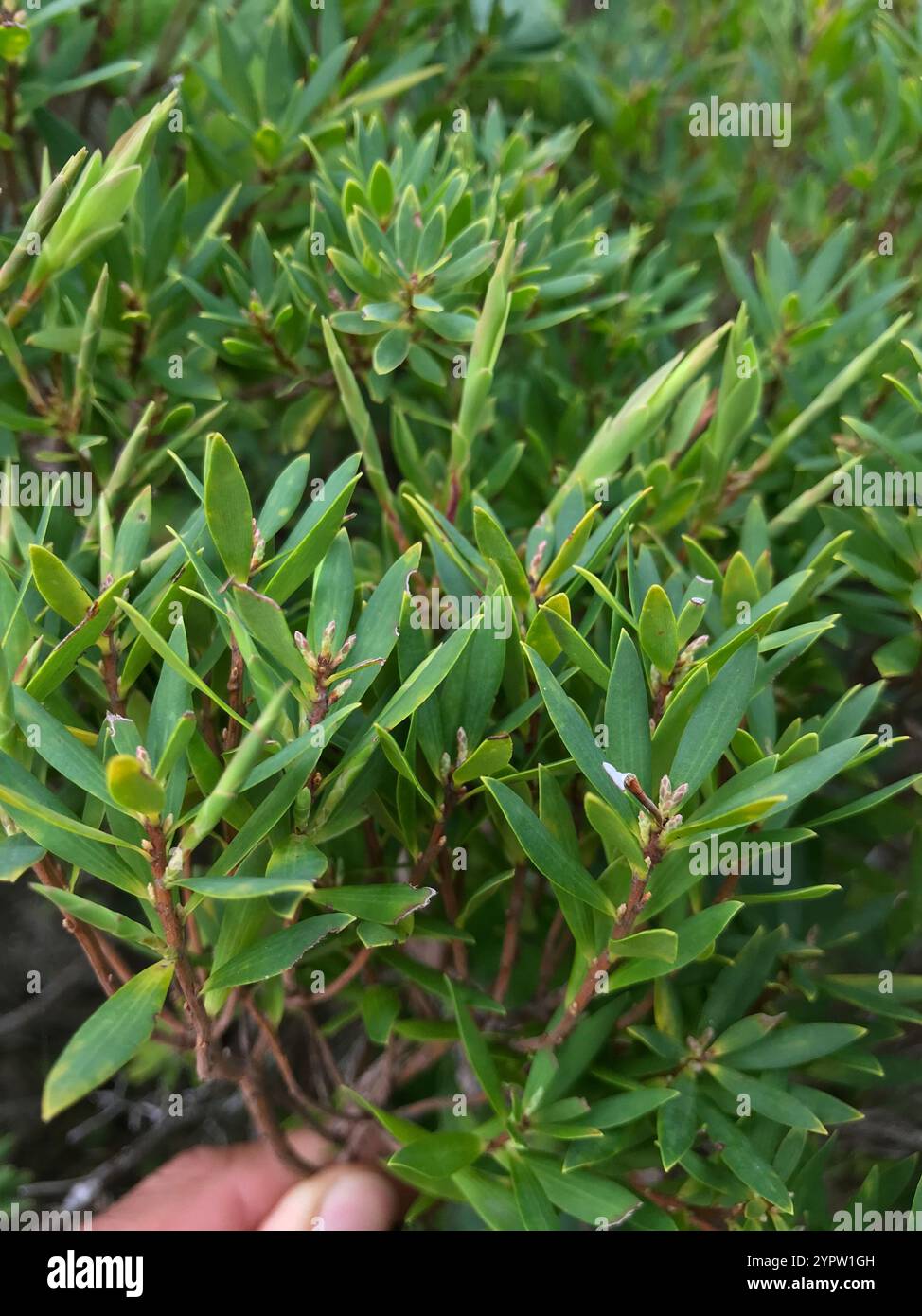 coastal beard-heath (Leucopogon parviflorus Stock Photo - Alamy