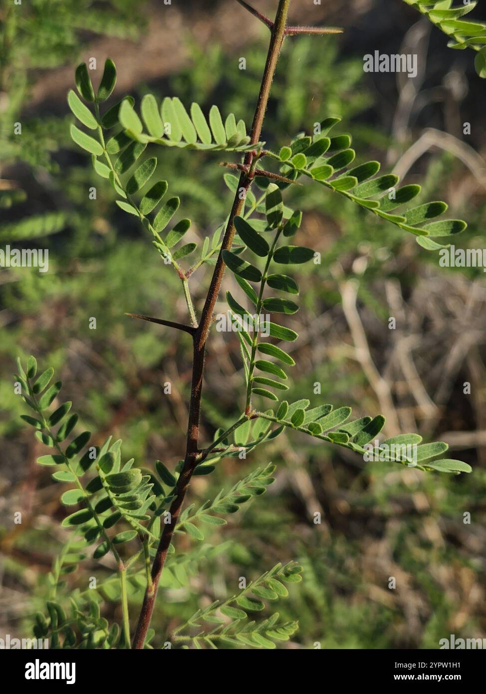 Acacia constricta hi-res stock photography and images - Alamy