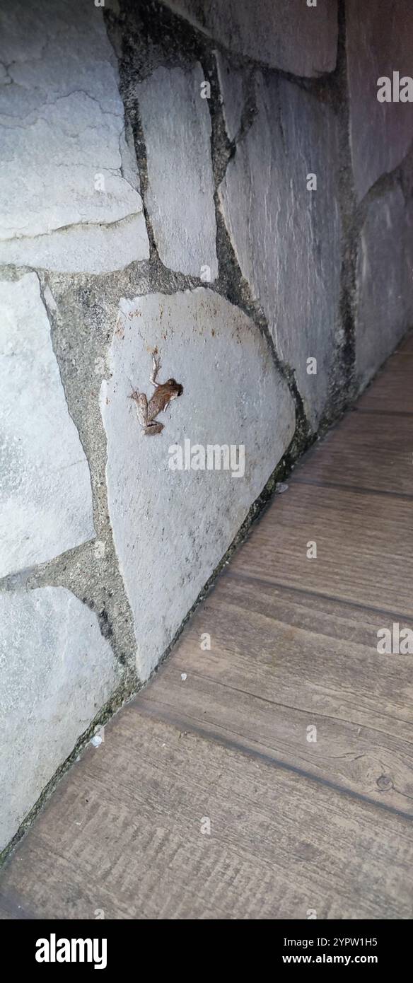 Fuscous-blotched Snouted Tree Frog (Scinax fuscovarius Stock Photo - Alamy