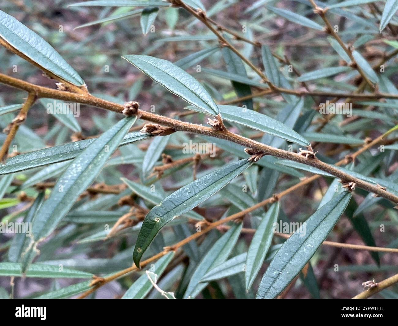 Purple Bush Pea (Hovea acutifolia Stock Photo - Alamy