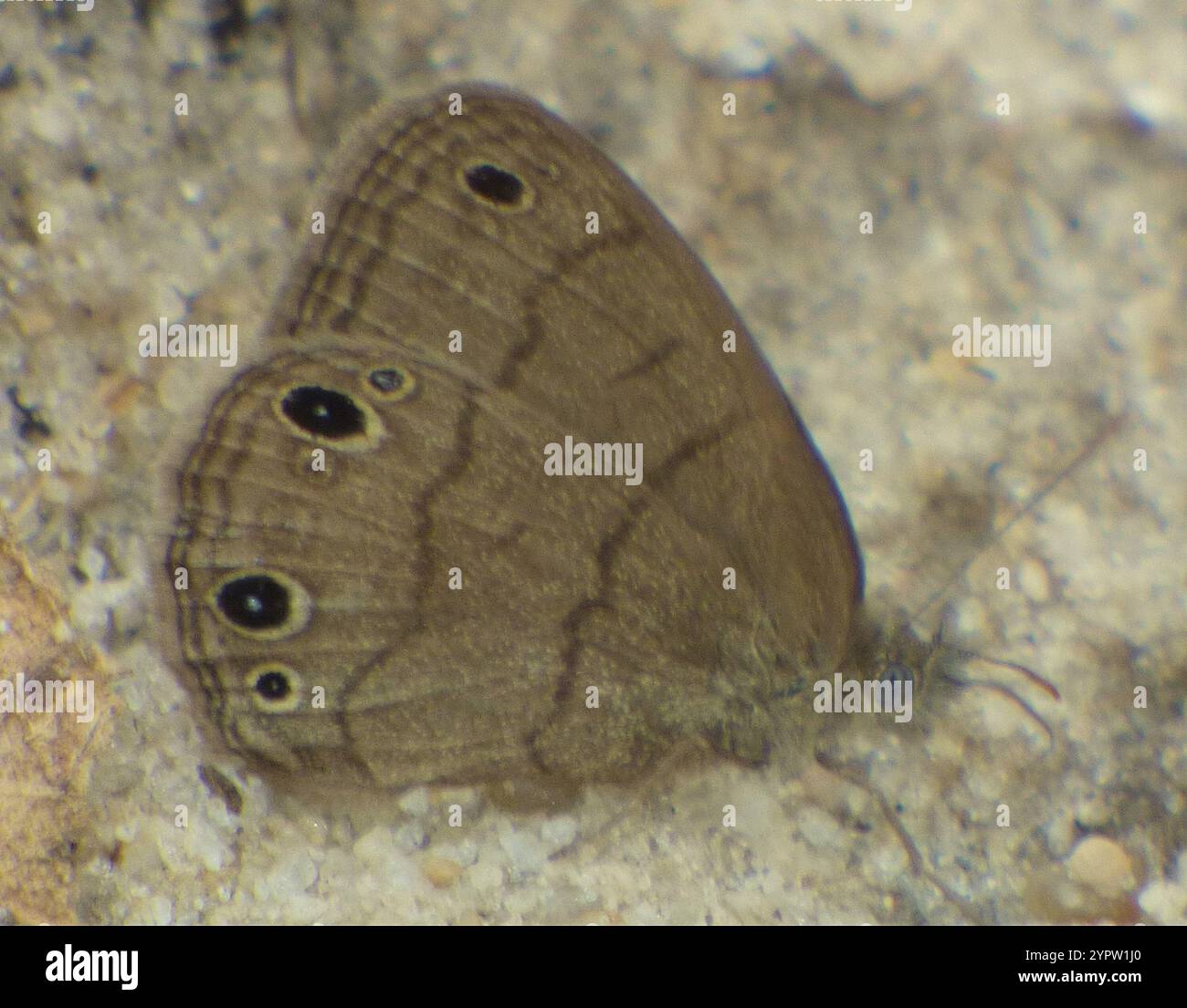 Carolina Satyr (Hermeuptychia sosybius Stock Photo - Alamy
