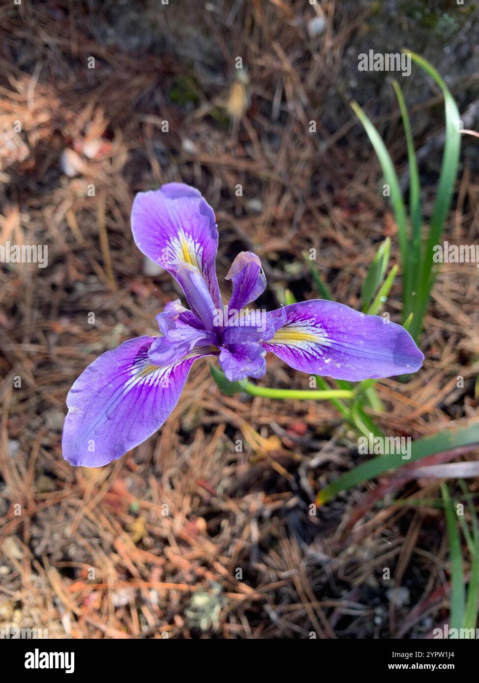 Douglas iris (Iris douglasiana Stock Photo - Alamy