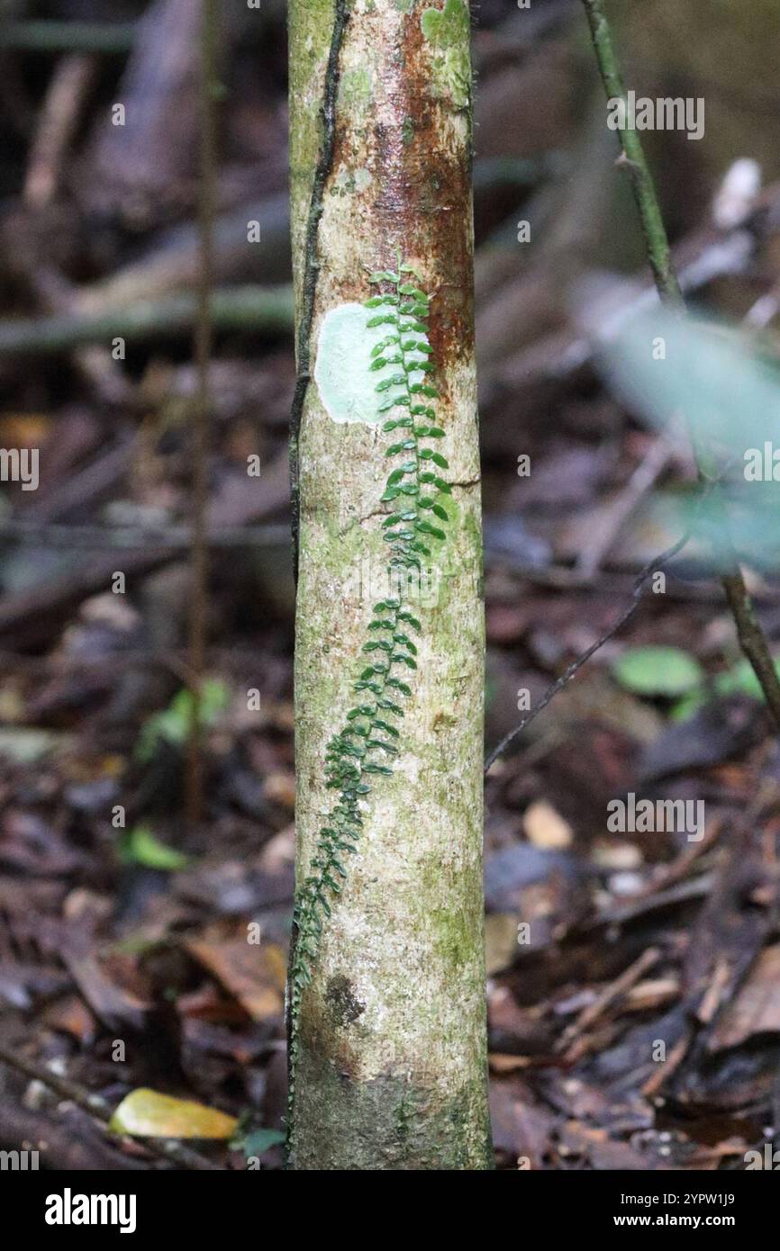 candle vine (Pothos longipes Stock Photo - Alamy