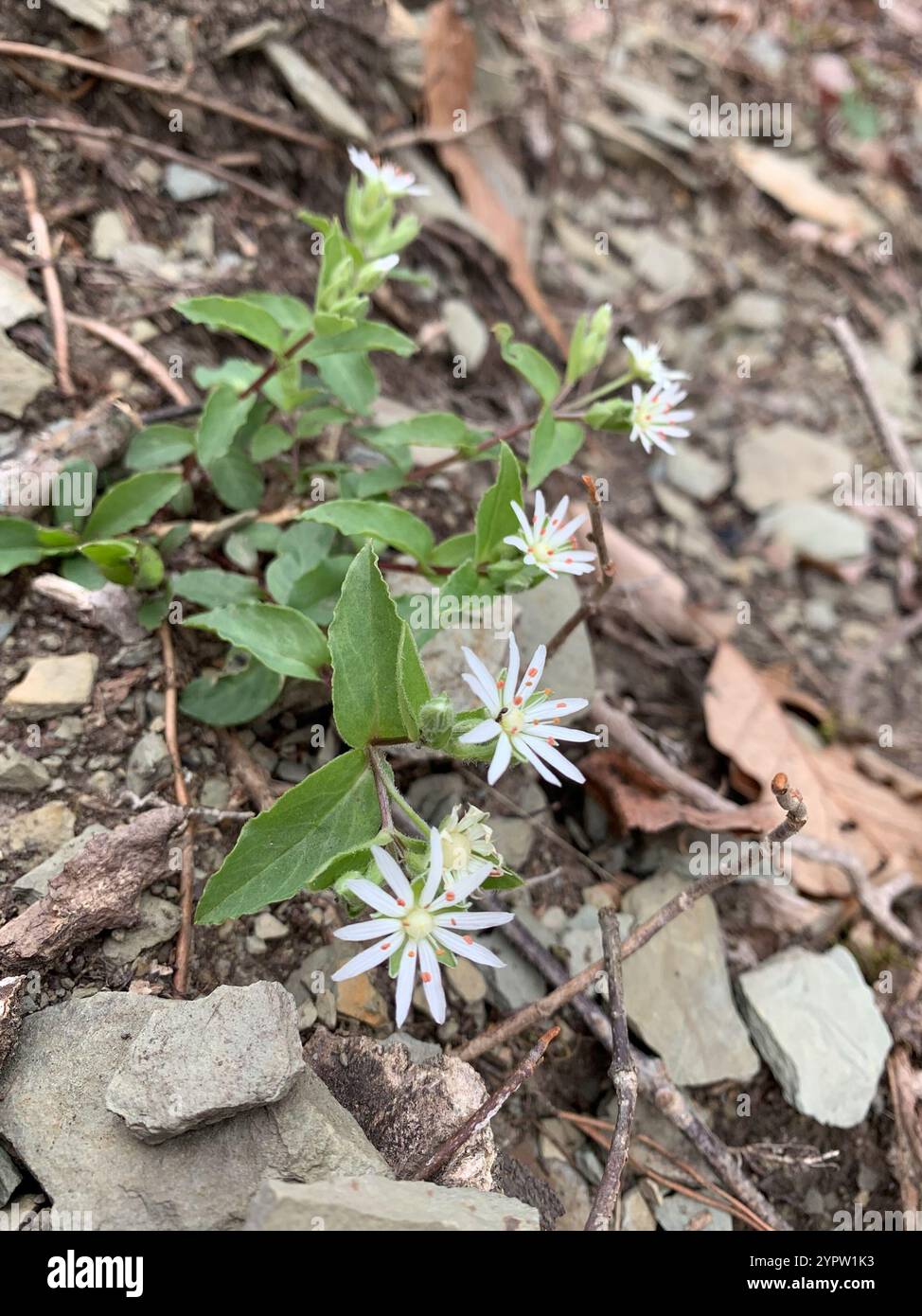 star chickweed (Stellaria pubera Stock Photo - Alamy