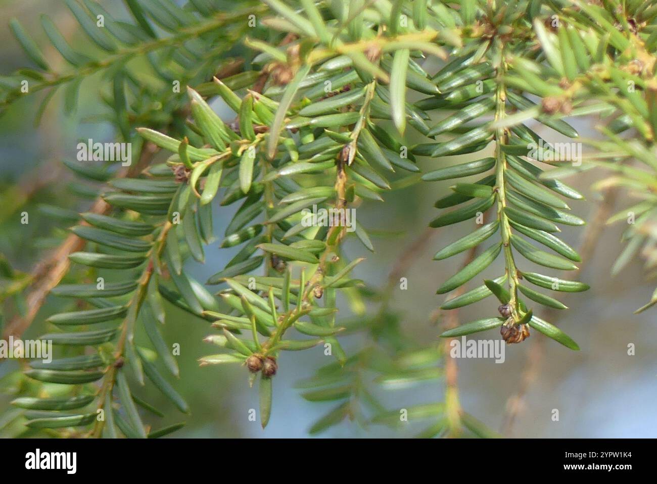 Pacific yew (Taxus brevifolia Stock Photo - Alamy