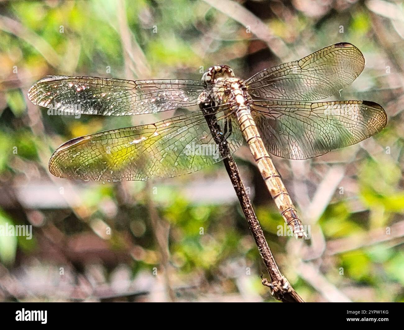Band-winged Dragonlet (Erythrodiplax umbrata Stock Photo - Alamy