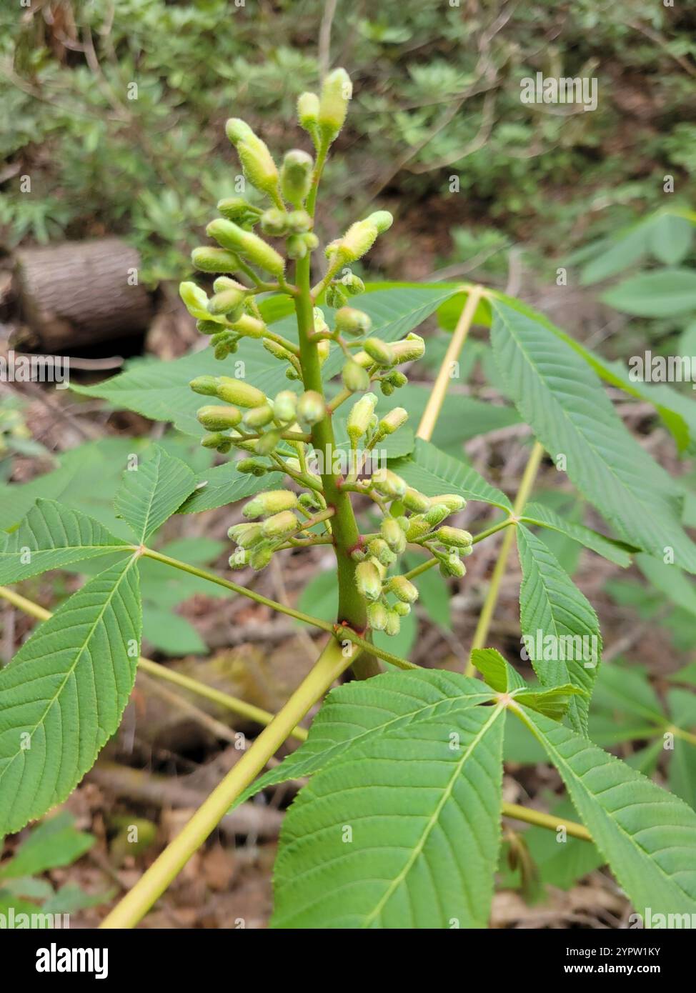 painted buckeye (Aesculus sylvatica Stock Photo - Alamy