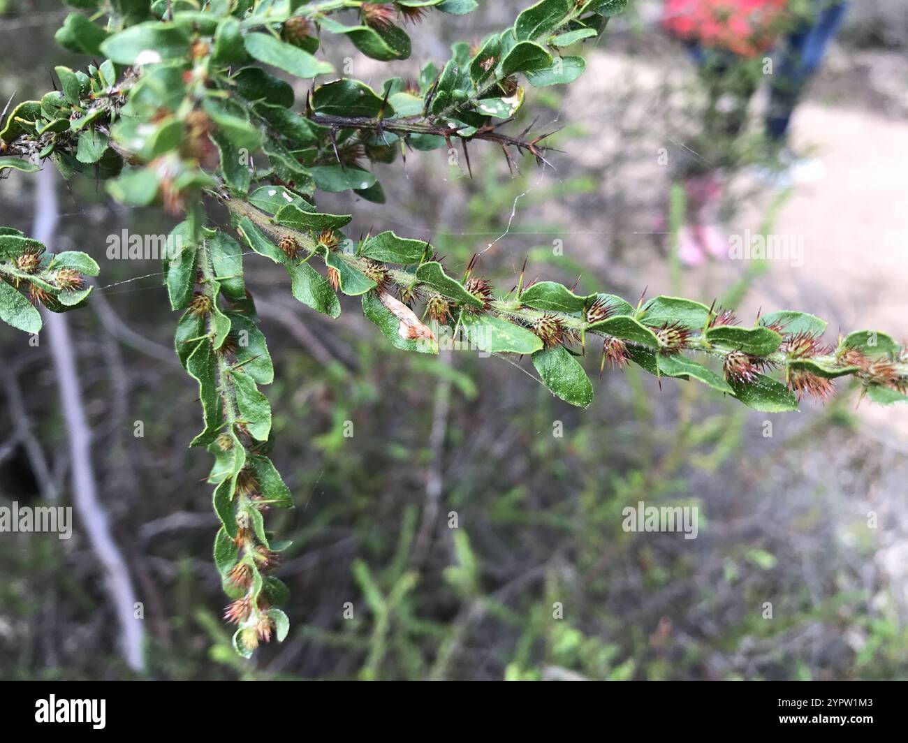 Kangaroo thorn (Acacia paradoxa Stock Photo - Alamy
