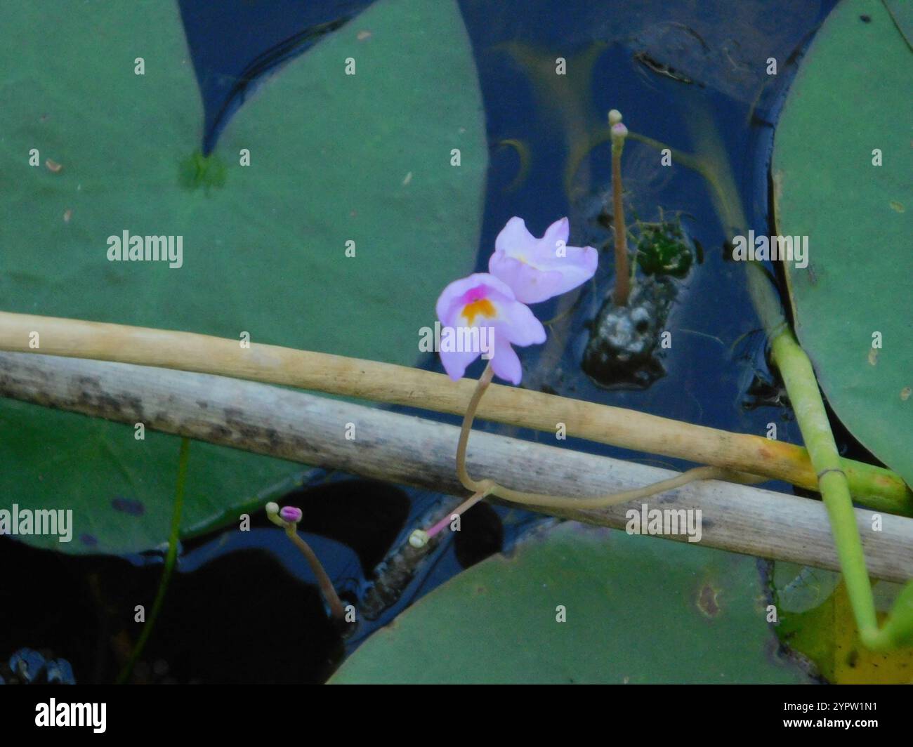 Purple Bladderwort (Utricularia purpurea Stock Photo - Alamy