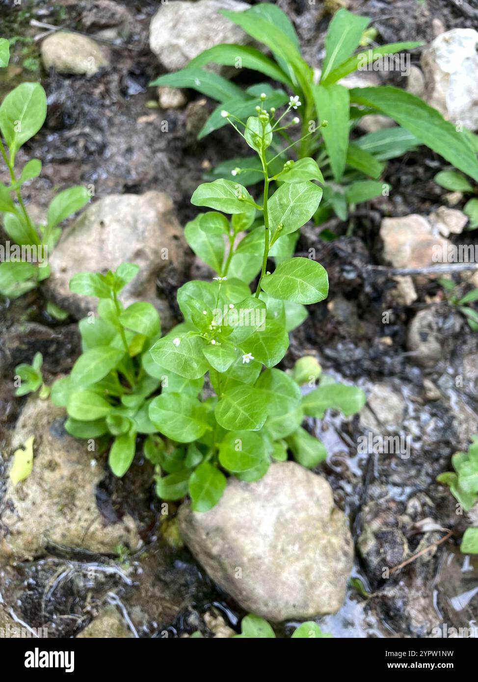 seaside brookweed (Samolus parviflorus Stock Photo - Alamy
