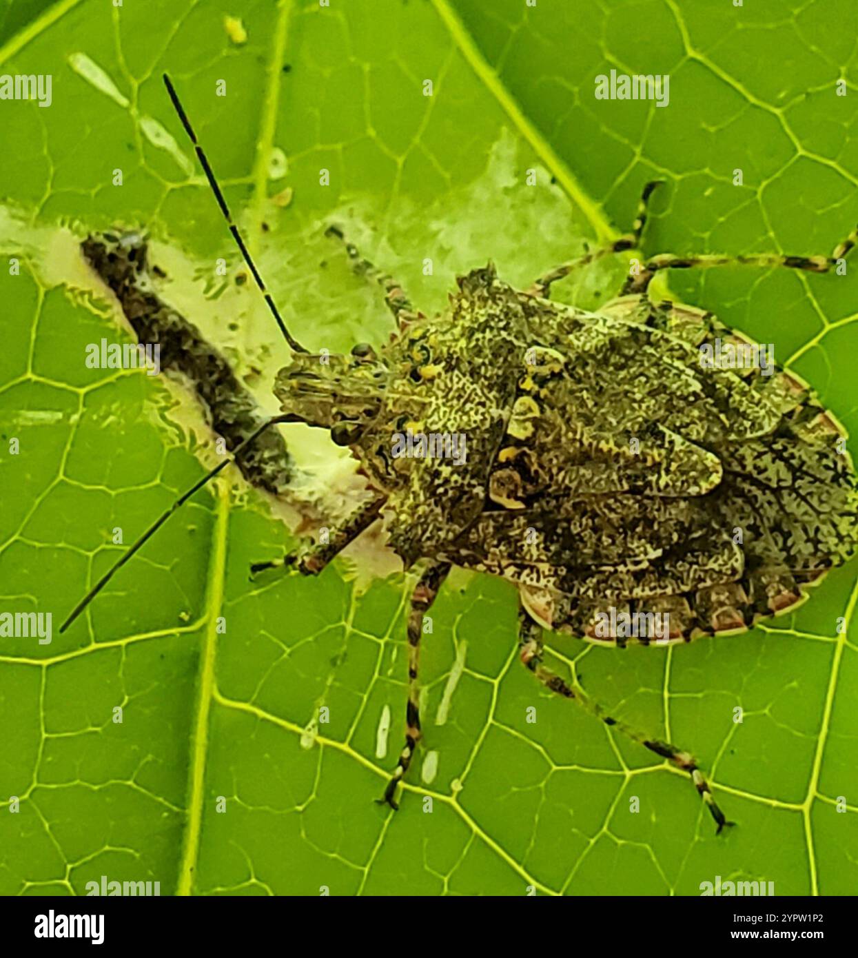 Rough Stink Bugs (Brochymena Stock Photo - Alamy