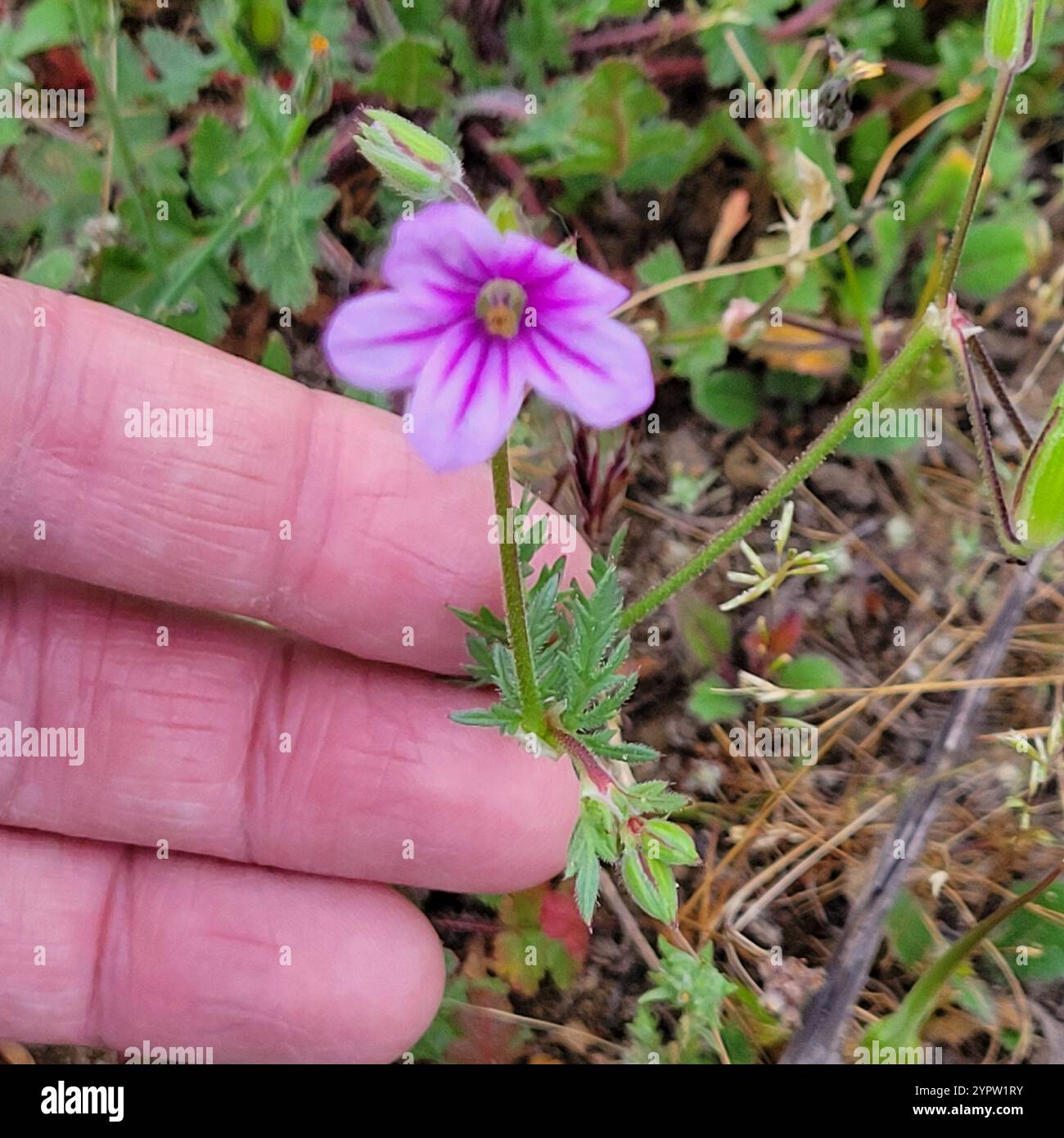 Mediterranean Stork's-bill (Erodium botrys Stock Photo - Alamy