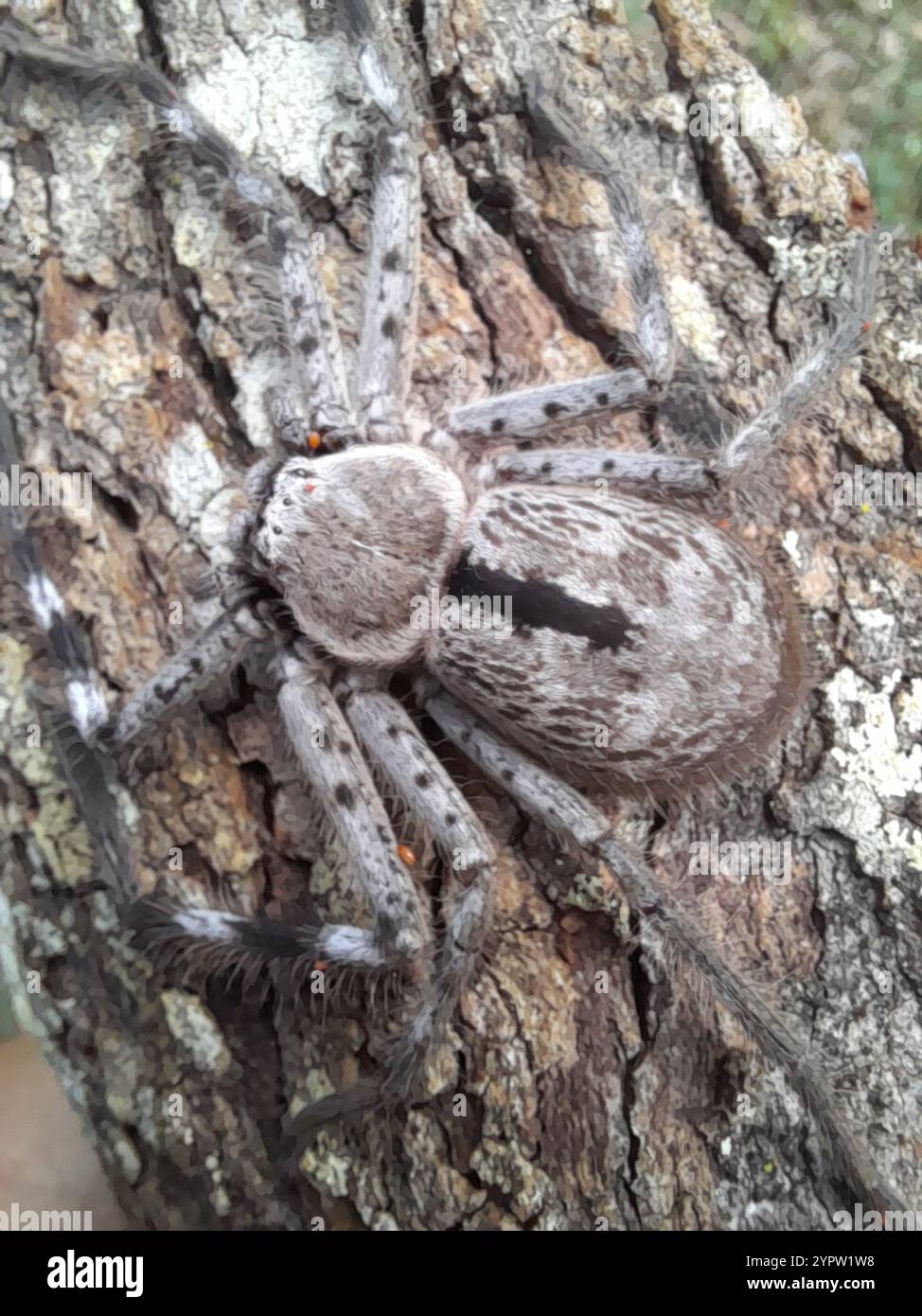 Holconia hi-res stock photography and images - Alamy