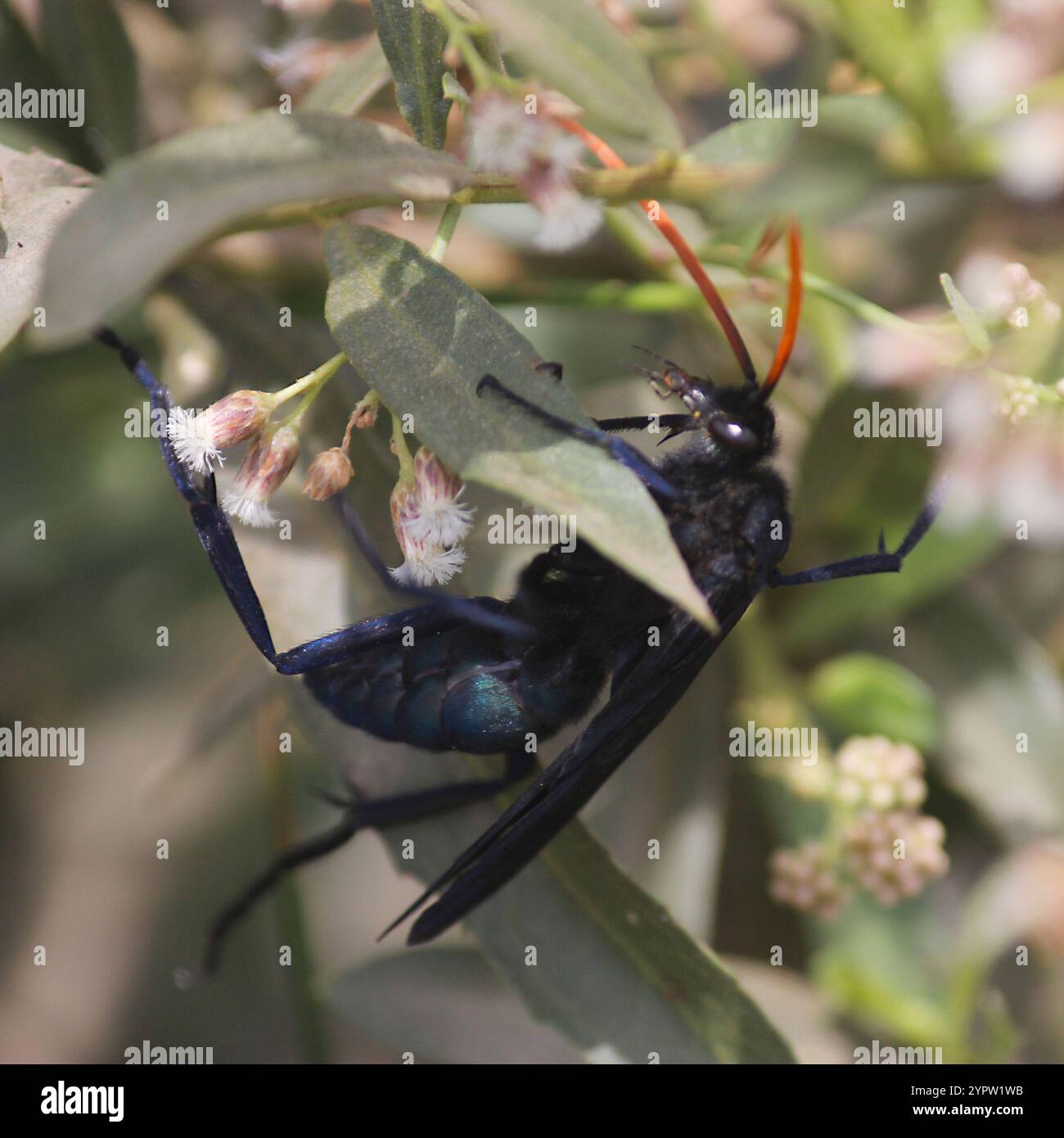 Tarantula-hawk Wasps and Allies (Pepsini Stock Photo - Alamy