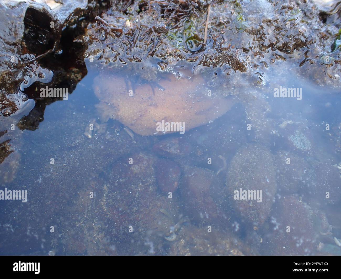 Monterey Dorid (Doris montereyensis Stock Photo - Alamy